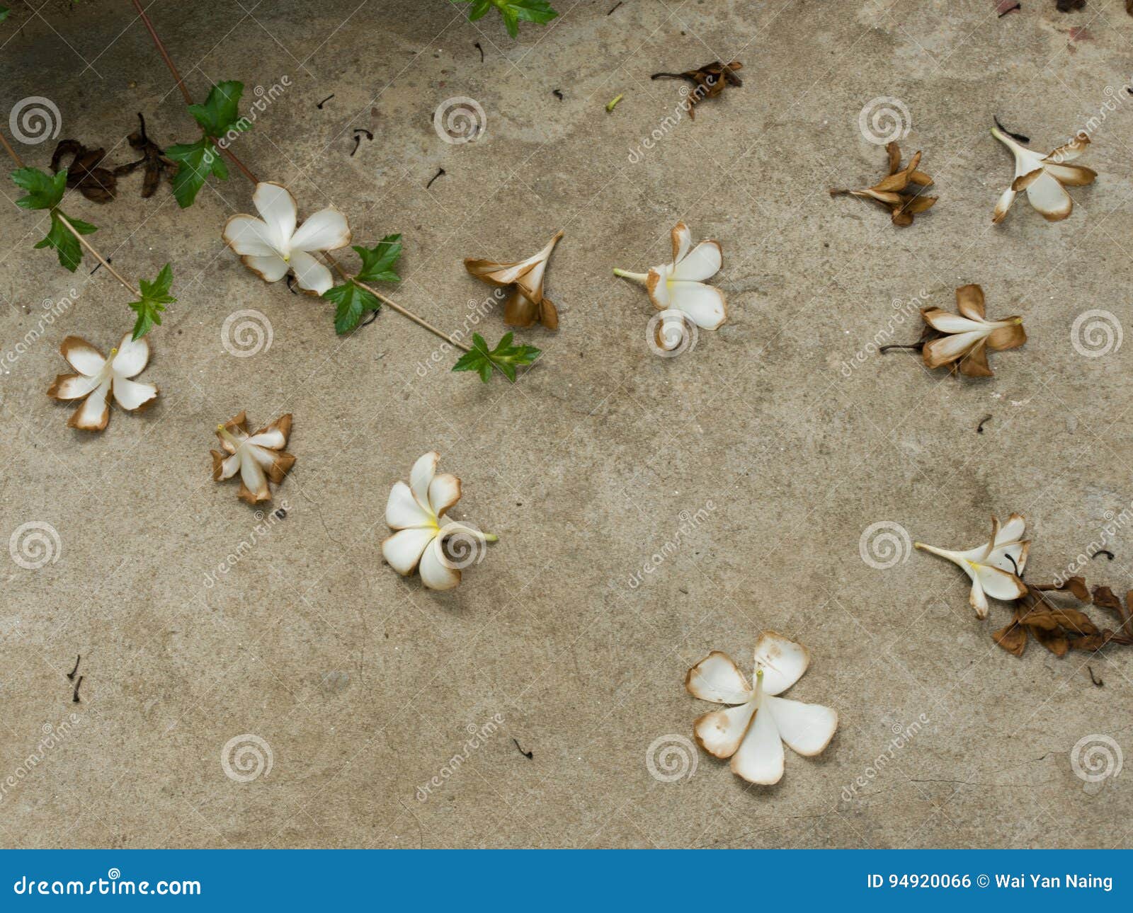 FLOWERS on the CONCRETE GROUND Stock Photo - Image of concrete, blossom ...