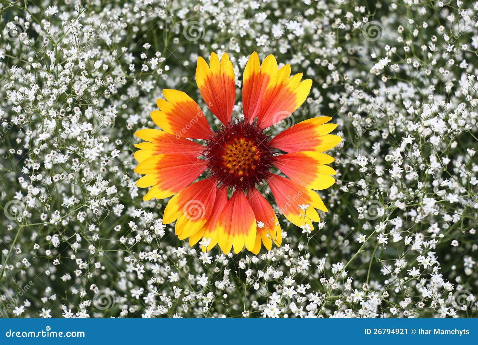 Flowers.Contrast. stock image. Image of contrast, gypsophila - 26794921