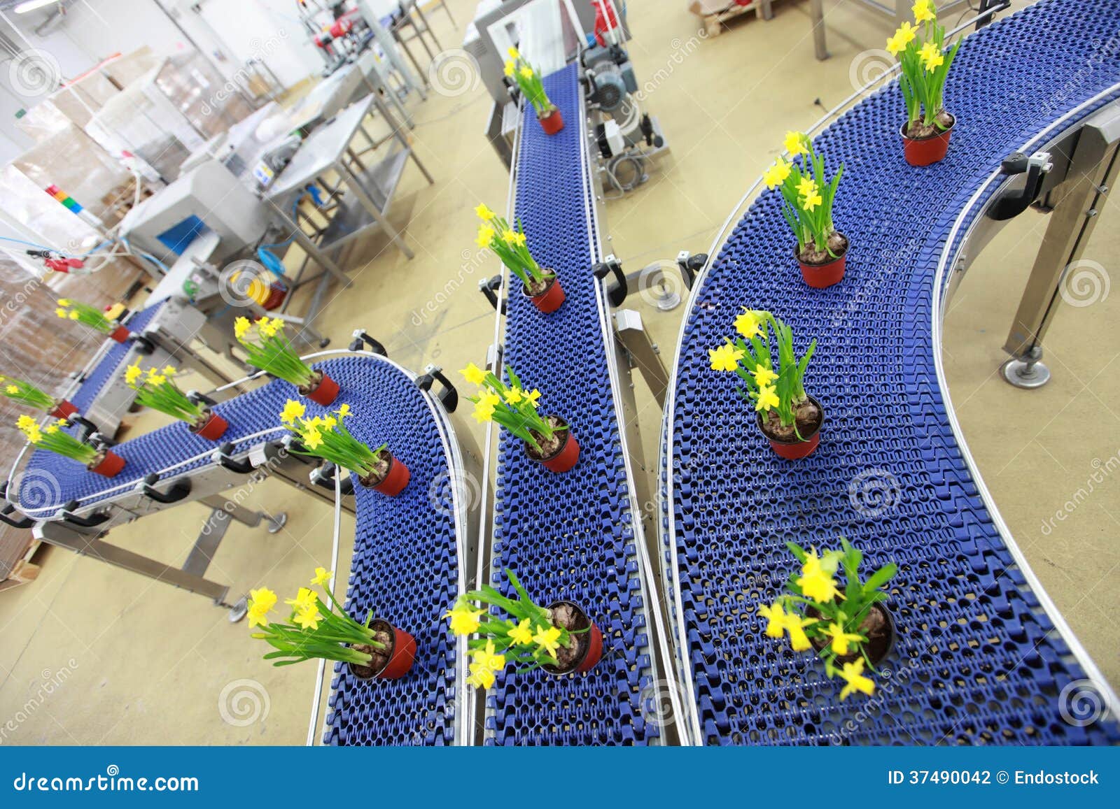Flowers Conveyor Belt Production Line Photos - Free & Royalty-Free ...