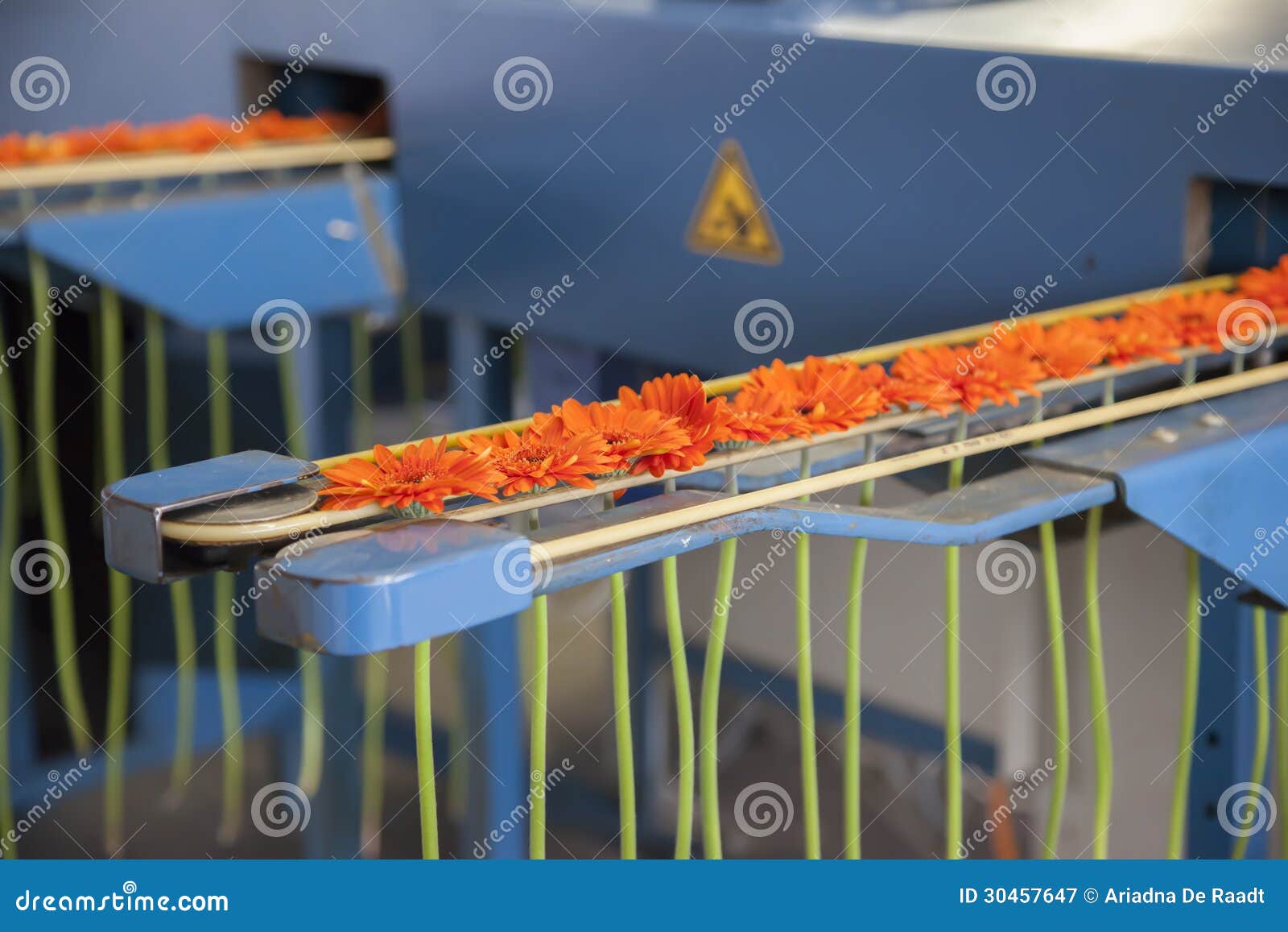 Flowers conveyor stock image. Image of machine, florist - 30457647