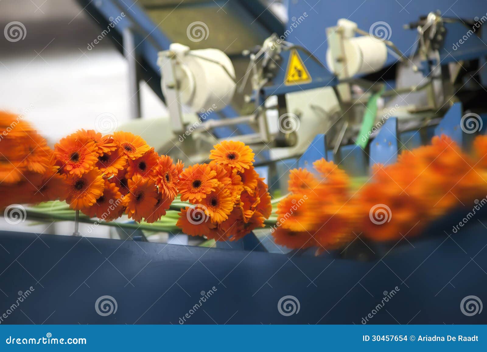 Flowers conveyor stock photo. Image of grape, bouquet - 30457654