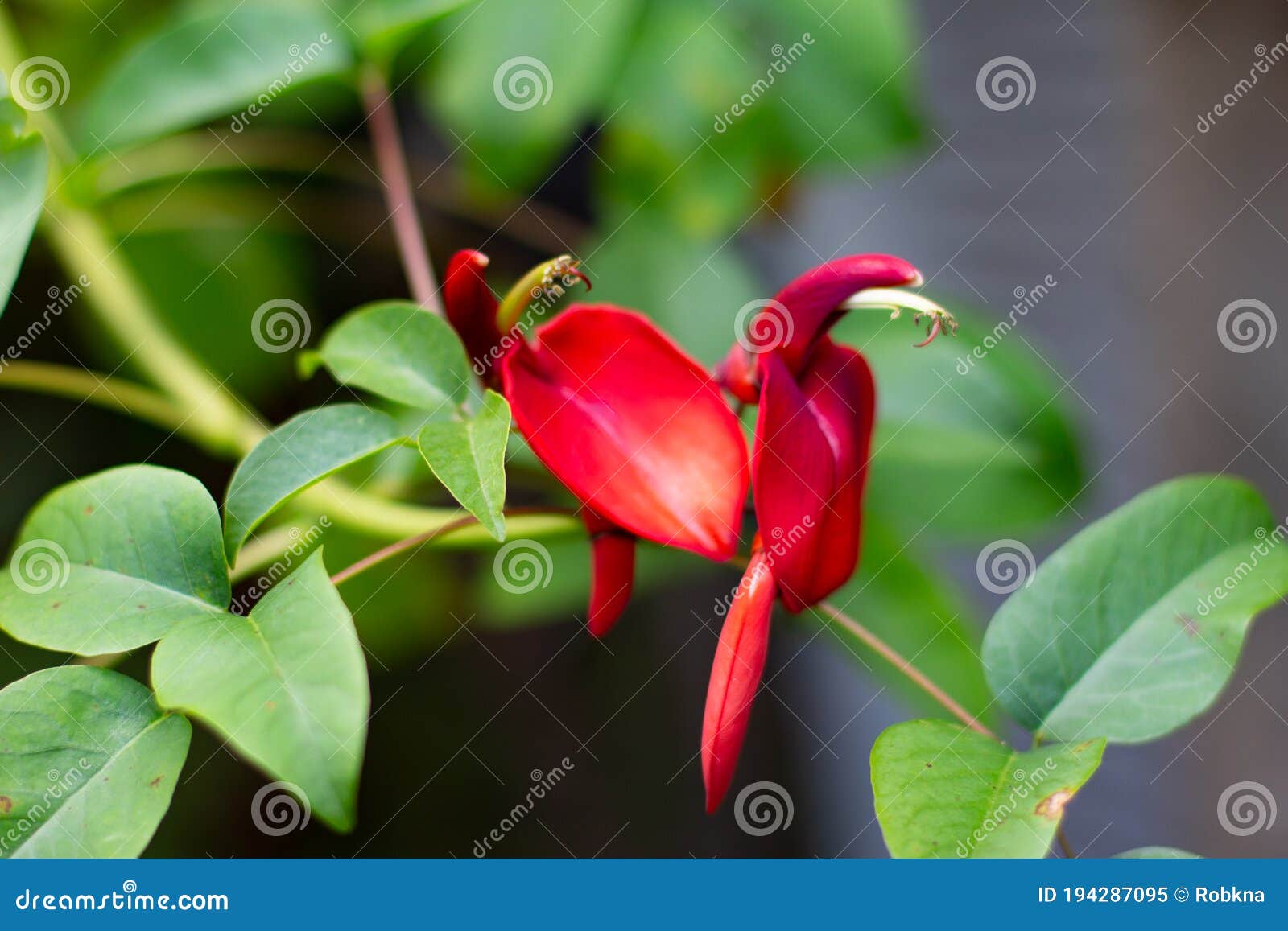 Flowers of a Coral Tree, Also Called Flame Tree, Erythrina or ...