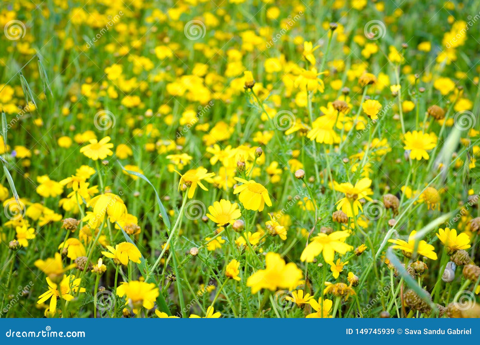 Flowers of the Corn Marigold during Spring Stock Image - Image of ...