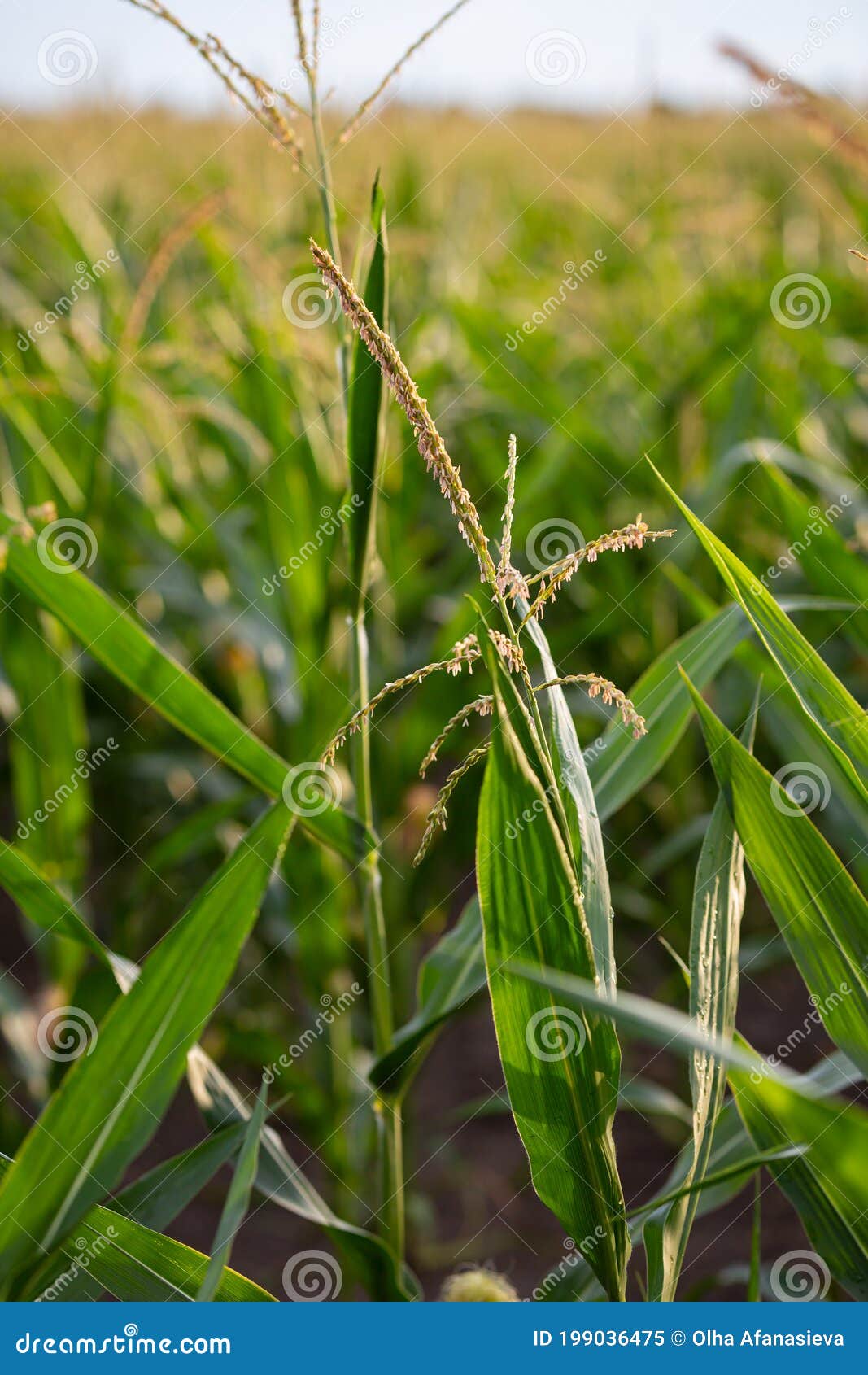 Flowers of Corn Plants in Farmer Field Stock Image - Image of green ...