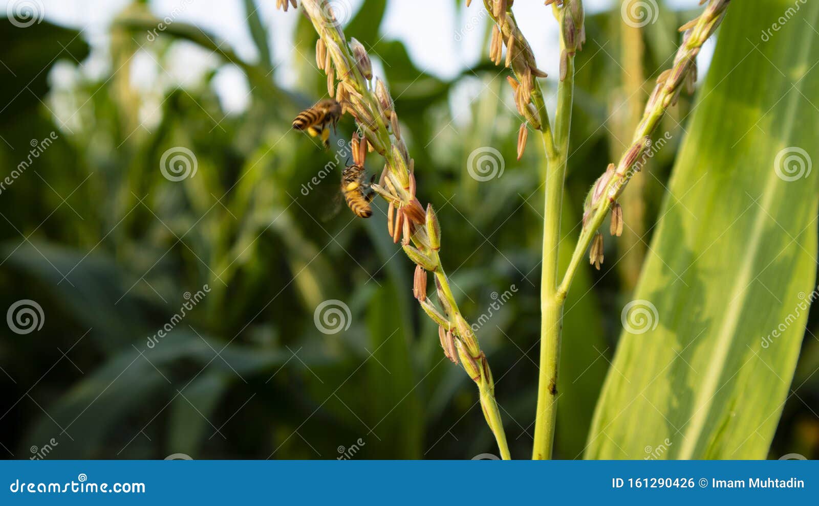Flowers of Corn, Pollen Which Starts in the Fruit To Become Quality ...