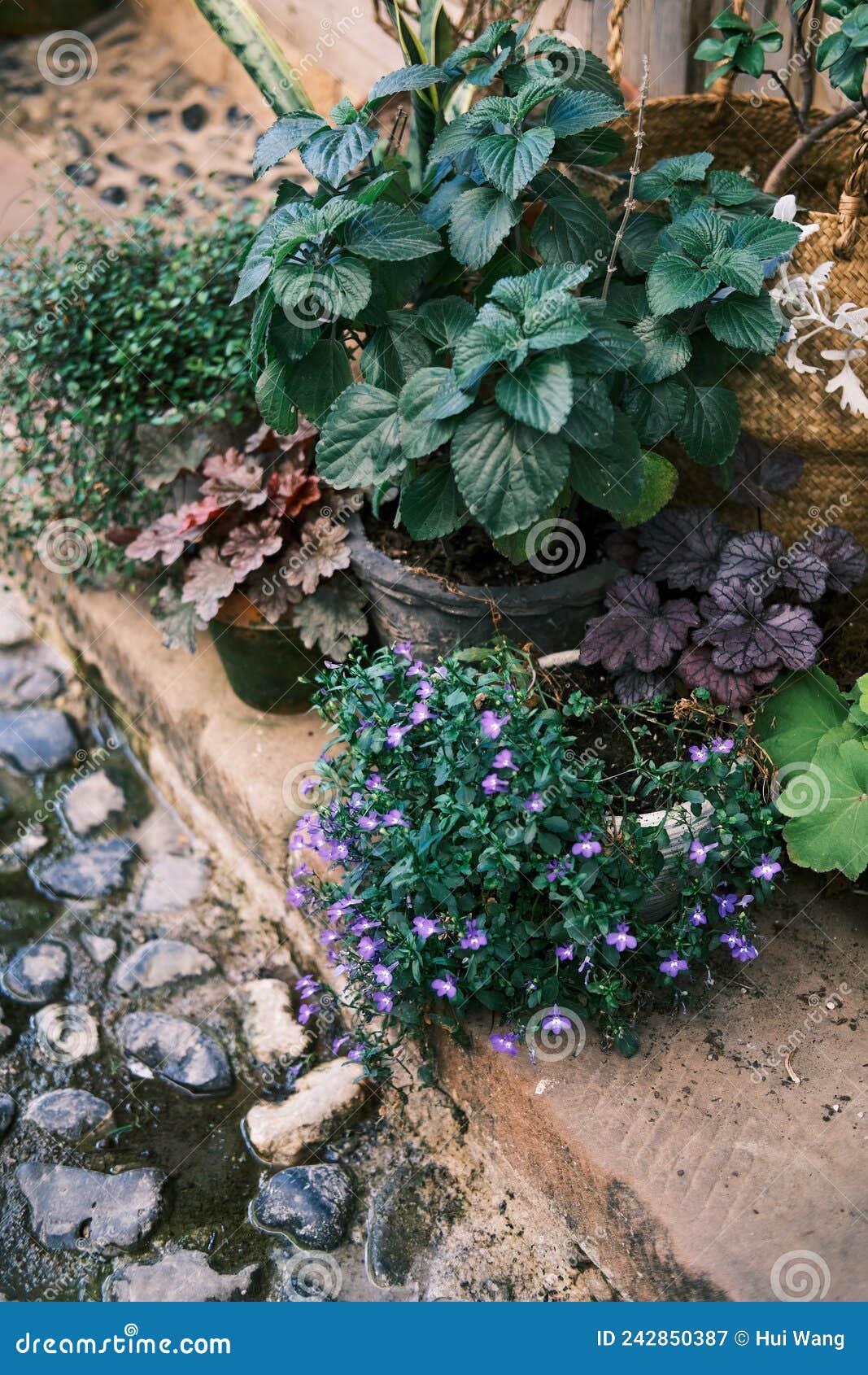 The flowers in the corner stock image. Image of flowers - 242850387