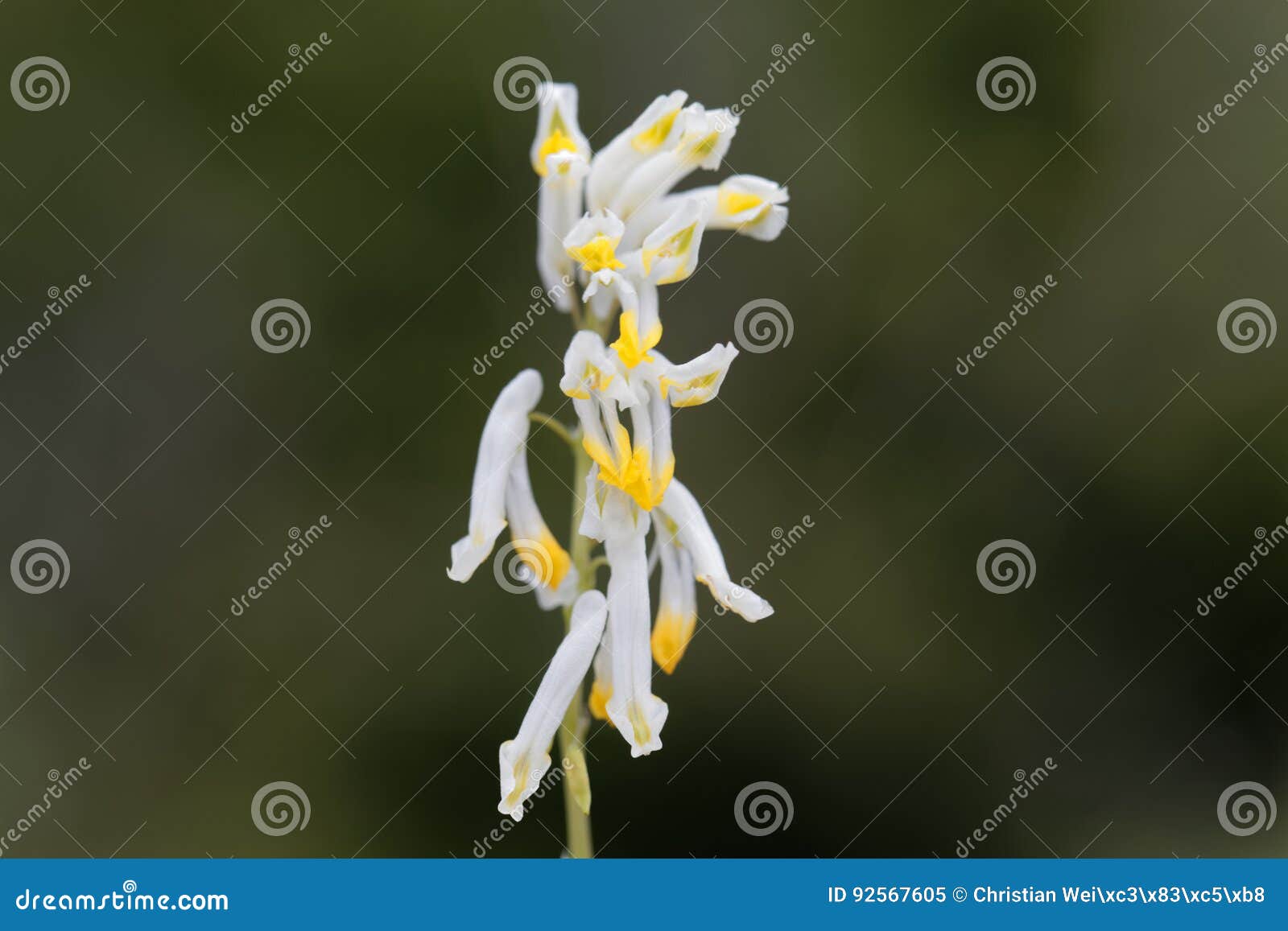 Flowers of Corydalis Capnoides Stock Image - Image of blooming, herb ...