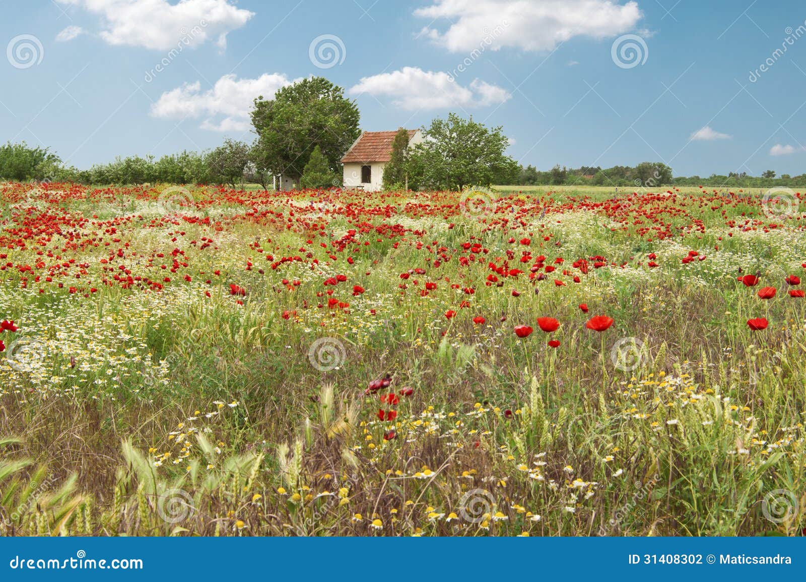 Flowers in the Countryside. Stock Photo - Image of colorful, florist ...