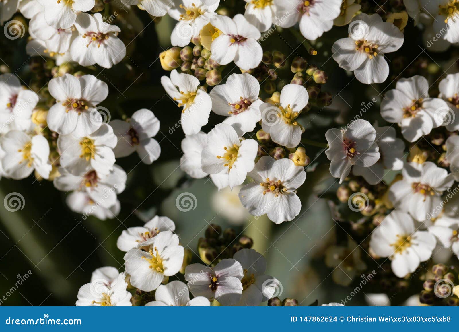 Flowers of a Crambe, Crambe Maritima Stock Photo - Image of blooming ...
