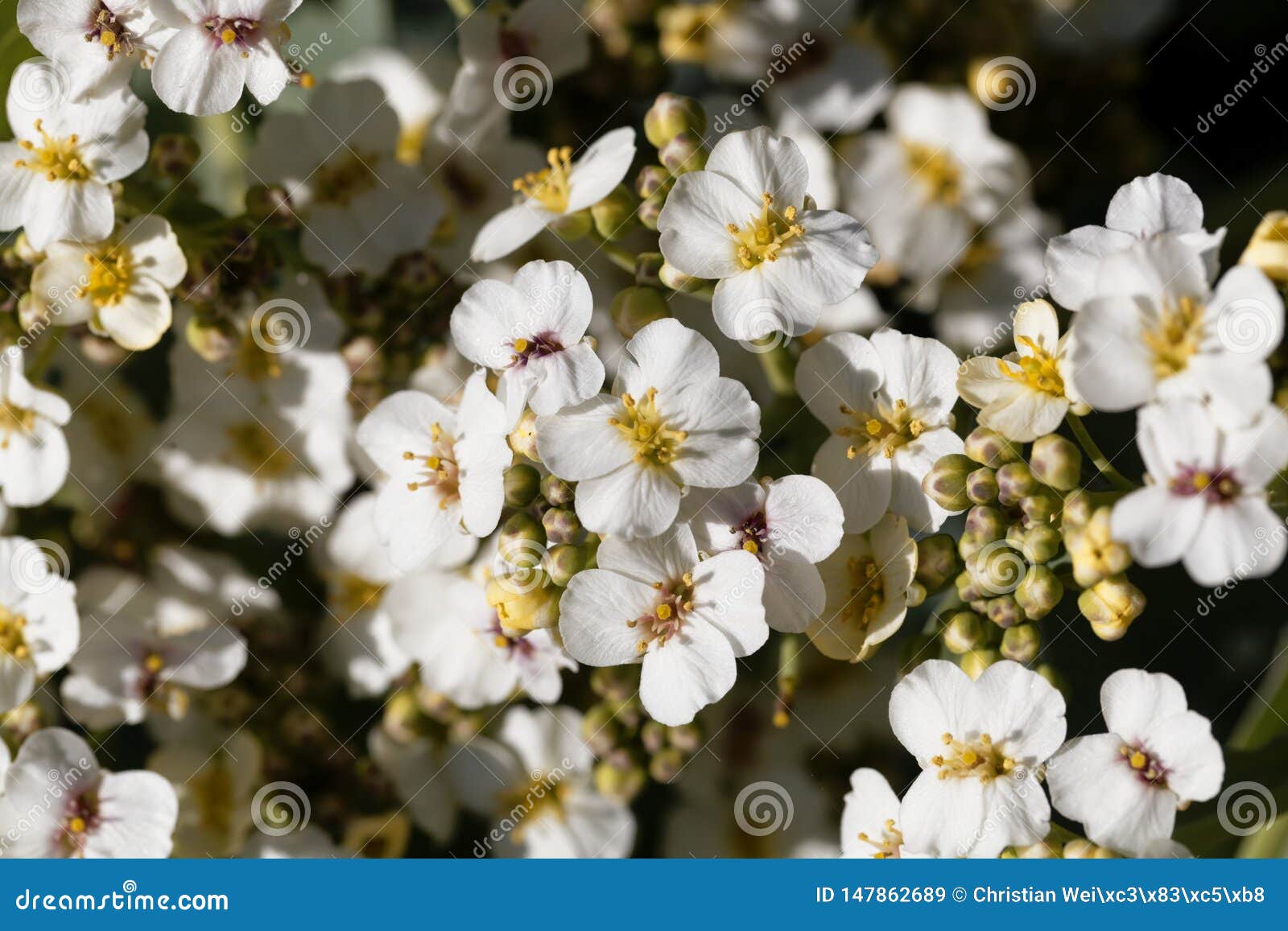 Flowers of a Crambe, Crambe Maritima Stock Image - Image of cabbage ...