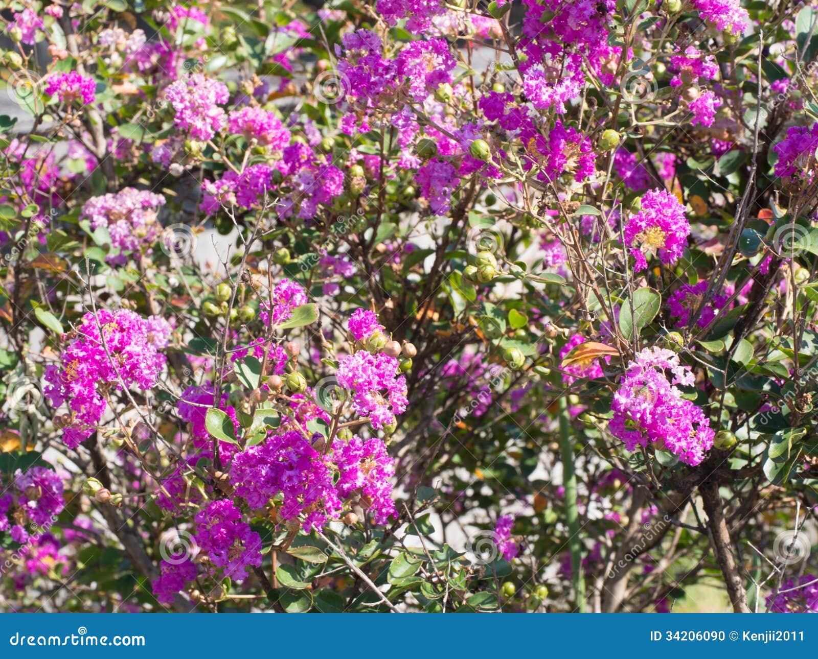 Flowers of crape myrtle stock photo. Image of petal, botanic - 34206090