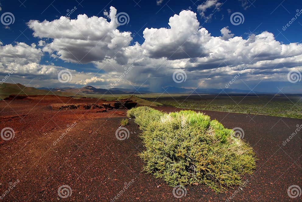 Flowers at Craters of the Moon Stock Photo - Image of america, idaho ...