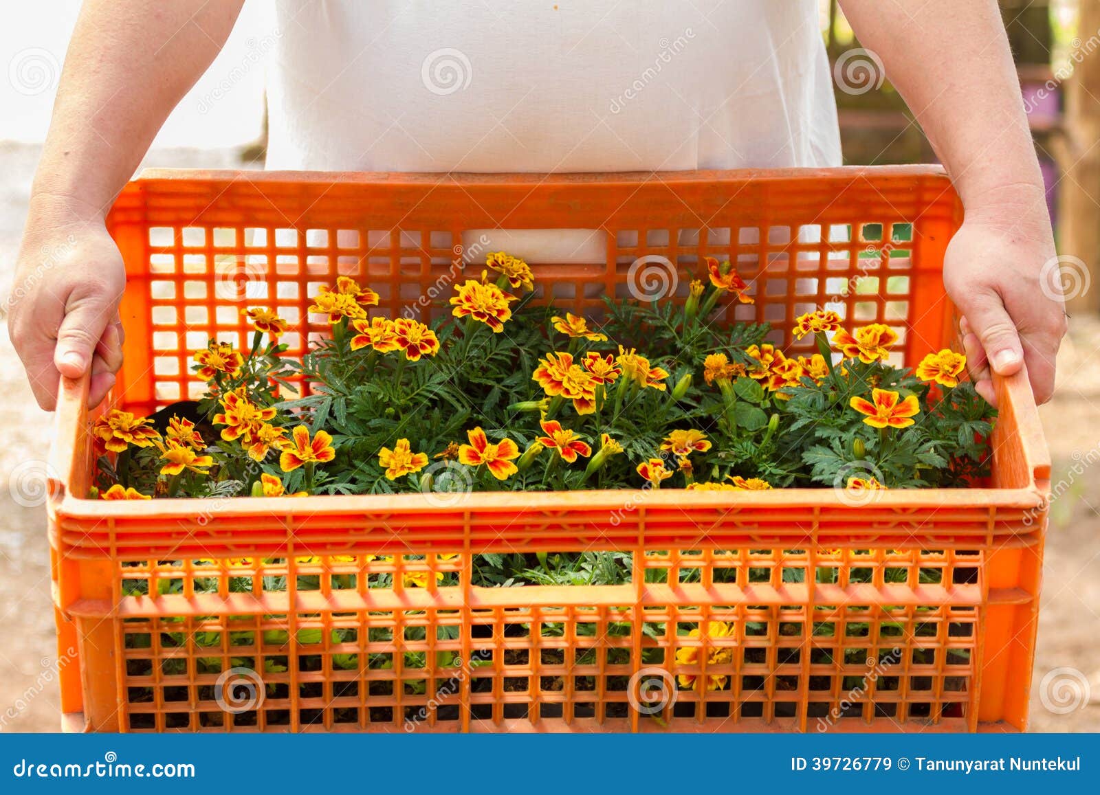 Flowers in crates stock image. Image of protective, garden - 39726779