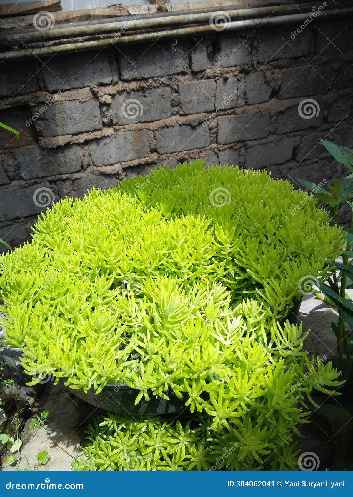 Flowers Creep in the Pit the Bright Green One is really Beautiful and ...