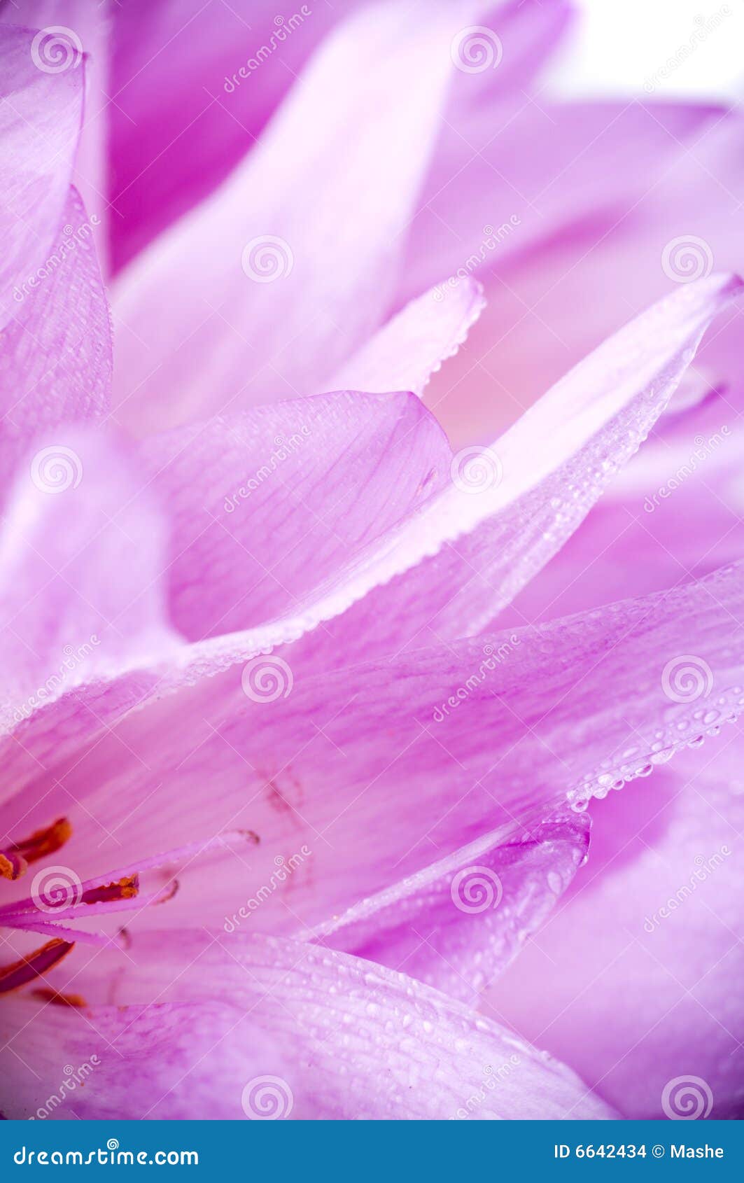 Flowers crocuses stock photo. Image of color, petal, field - 6642434
