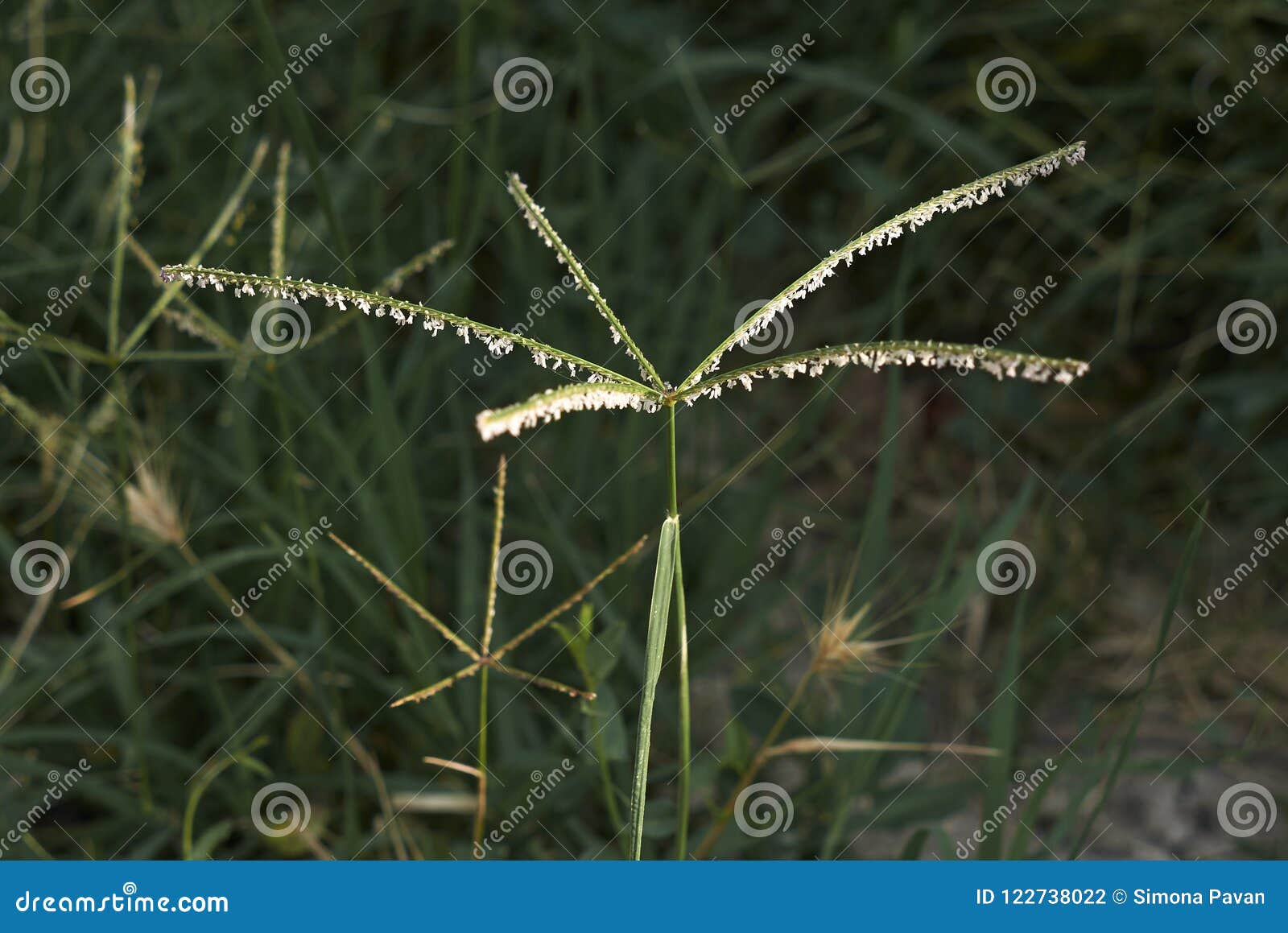 Cynodon dactylon plant stock photo. Image of couch, environment - 122738022