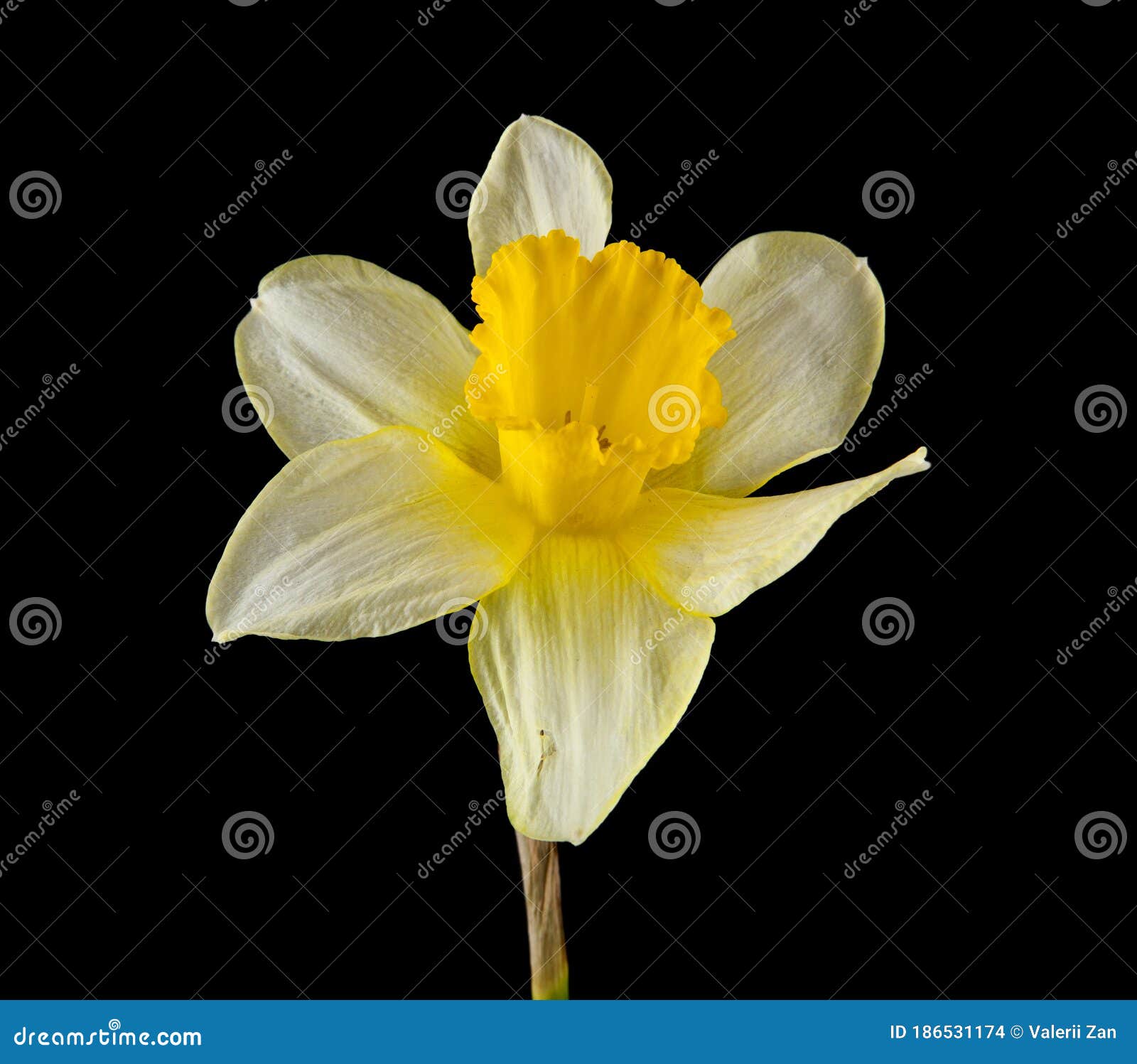 Flowers of Daffodils on a Black Background Stock Photo - Image of ...