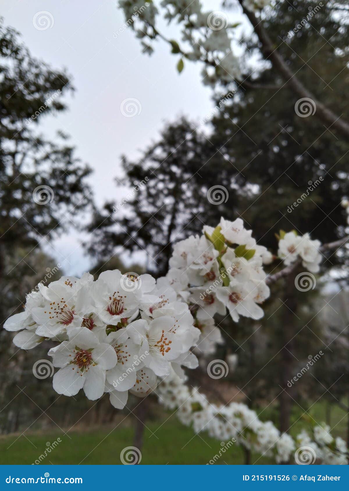 Flowers on damson plant. stock photo. Image of plant - 215191526