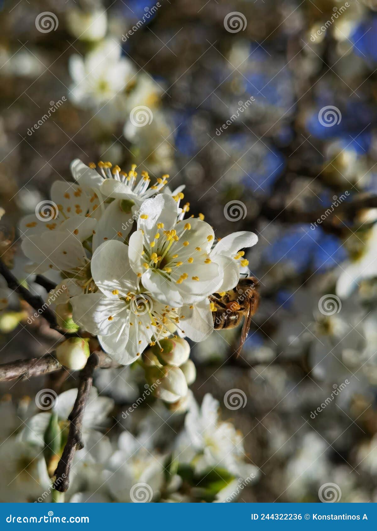 Flowers of Damson Tree in Spring with Blue Sky Background Stock Photo ...