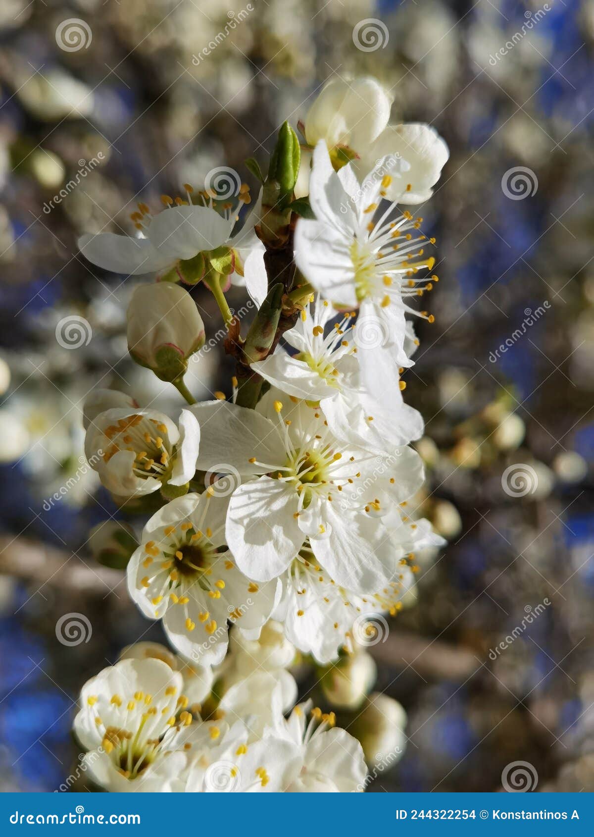 Flowers of Damson Tree in Spring with Blue Sky Background Stock Photo ...