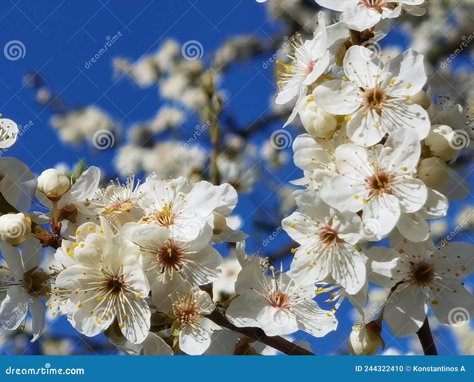 Flowers of Damson Tree in Spring with Blue Sky Background Stock Photo ...