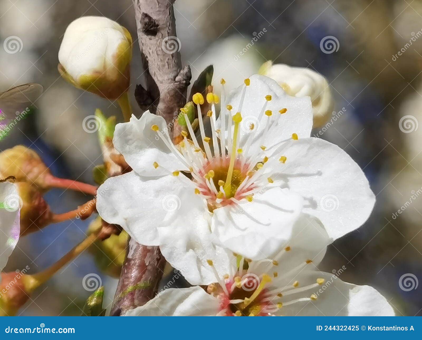 Flowers of Damson Tree in Spring with Blue Sky Background Stock Image ...