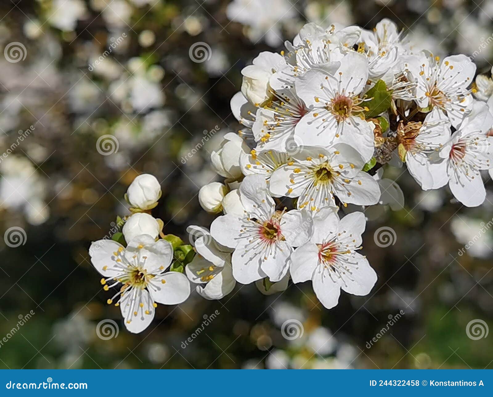 Flowers of Damson Tree in Spring with Blue Sky Background Stock Photo ...