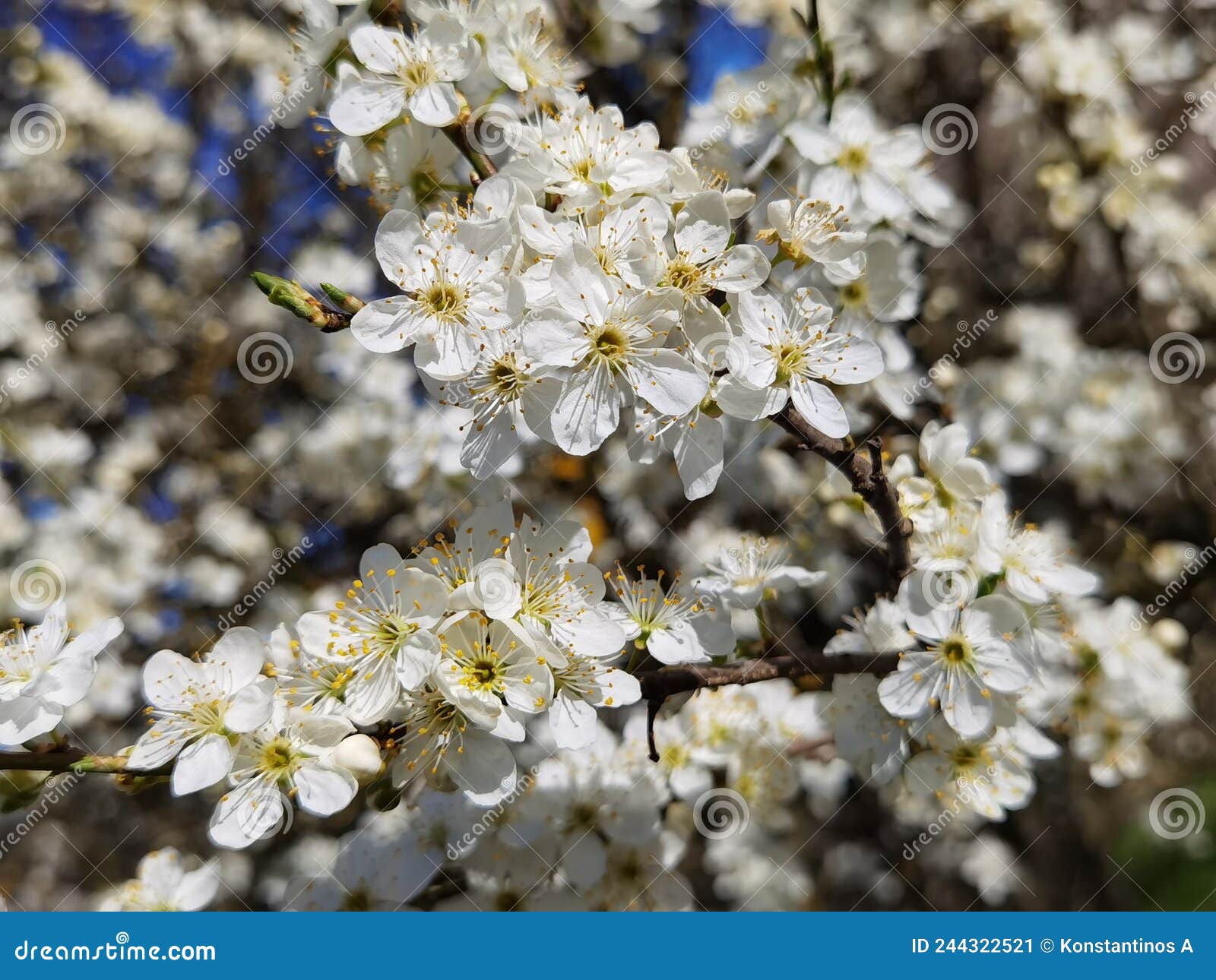 Flowers of Damson Tree in Spring with Blue Sky Background Stock Image ...