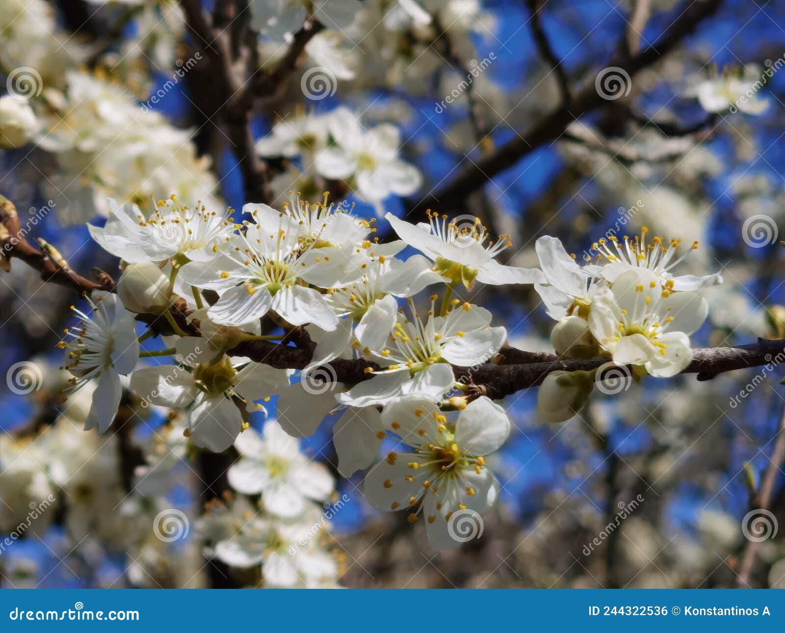 Flowers of Damson Tree in Spring with Blue Sky Background Stock Photo ...