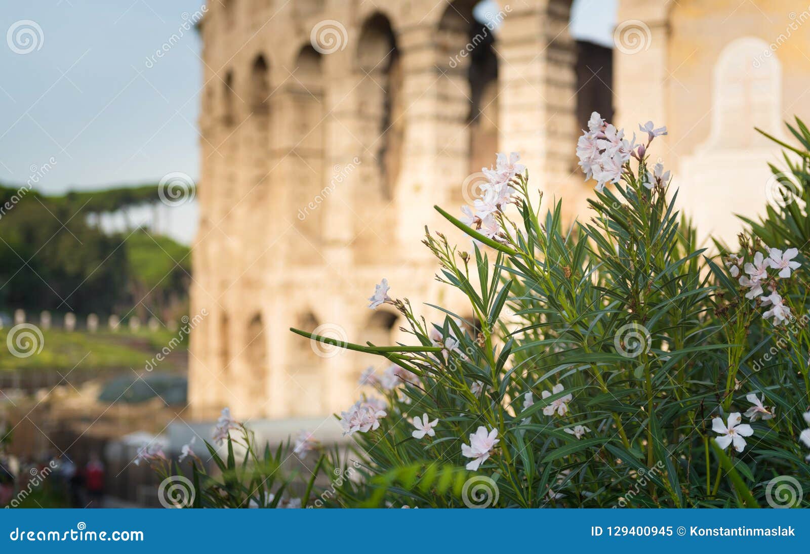Flowers at Dawn in Front of the Colosseum Stock Image - Image of ...