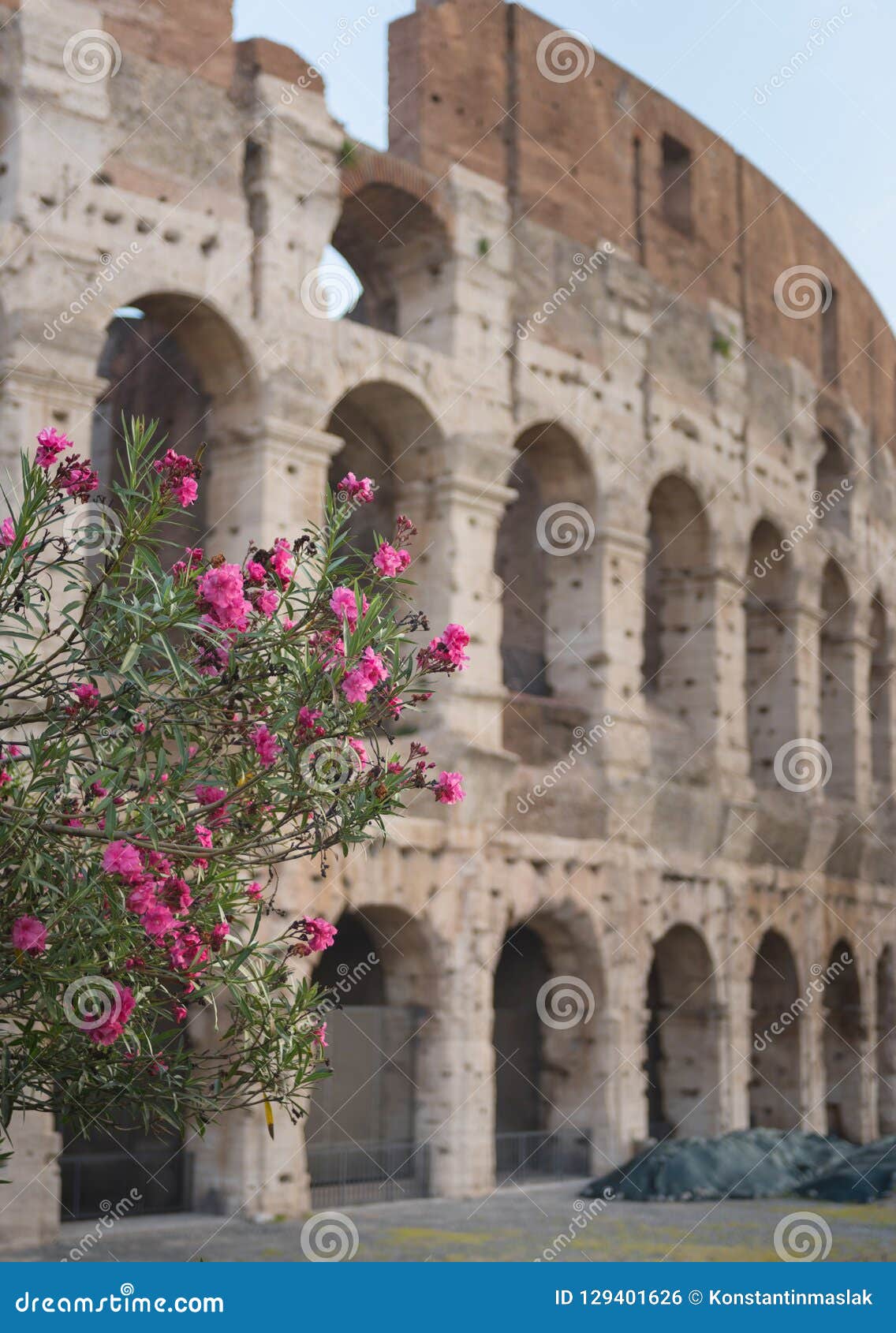 Flowers at Dawn in Front of the Colosseum Stock Photo - Image of ...