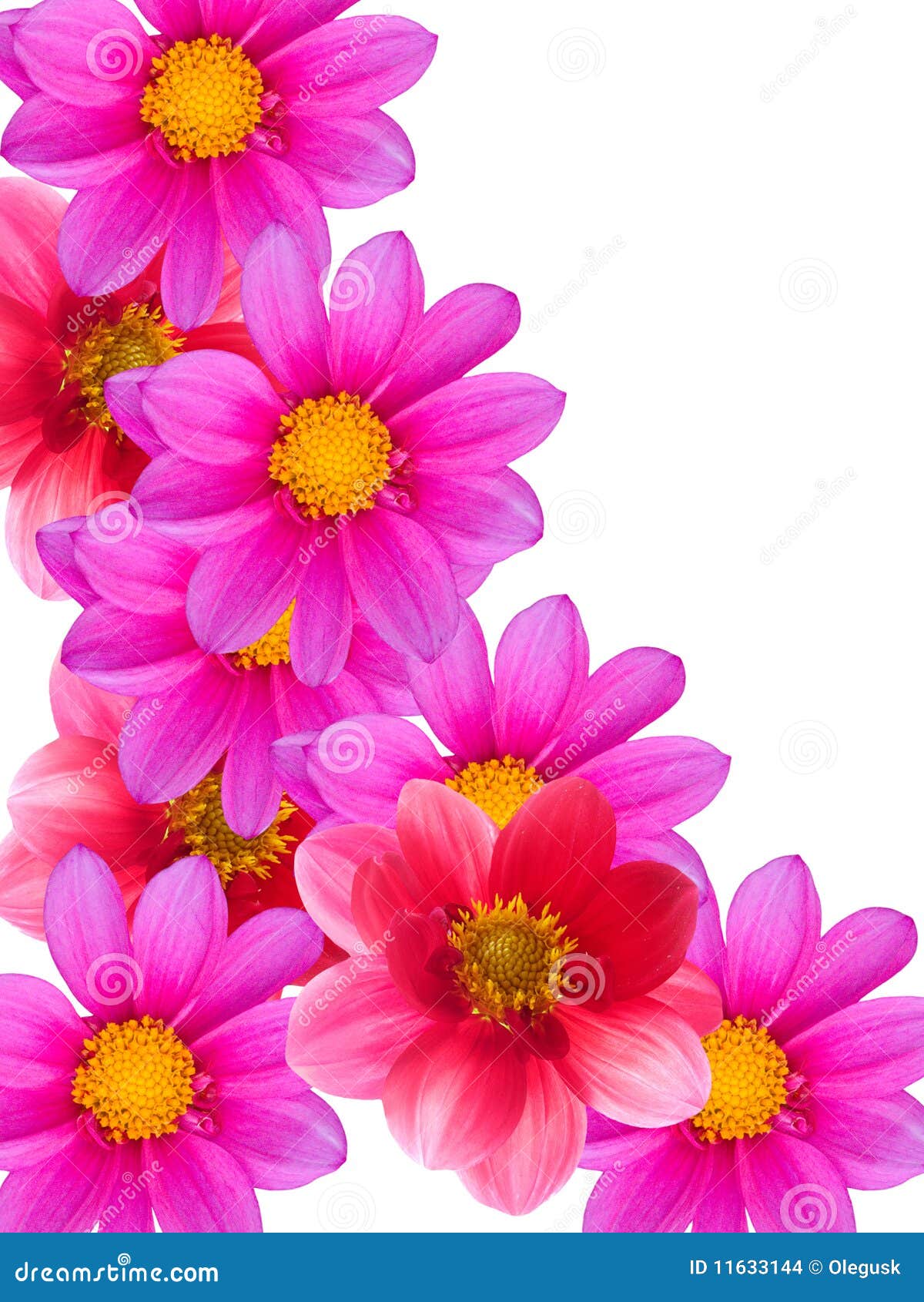 Flowers decorative stock photo. Image of ornament, season - 11633144