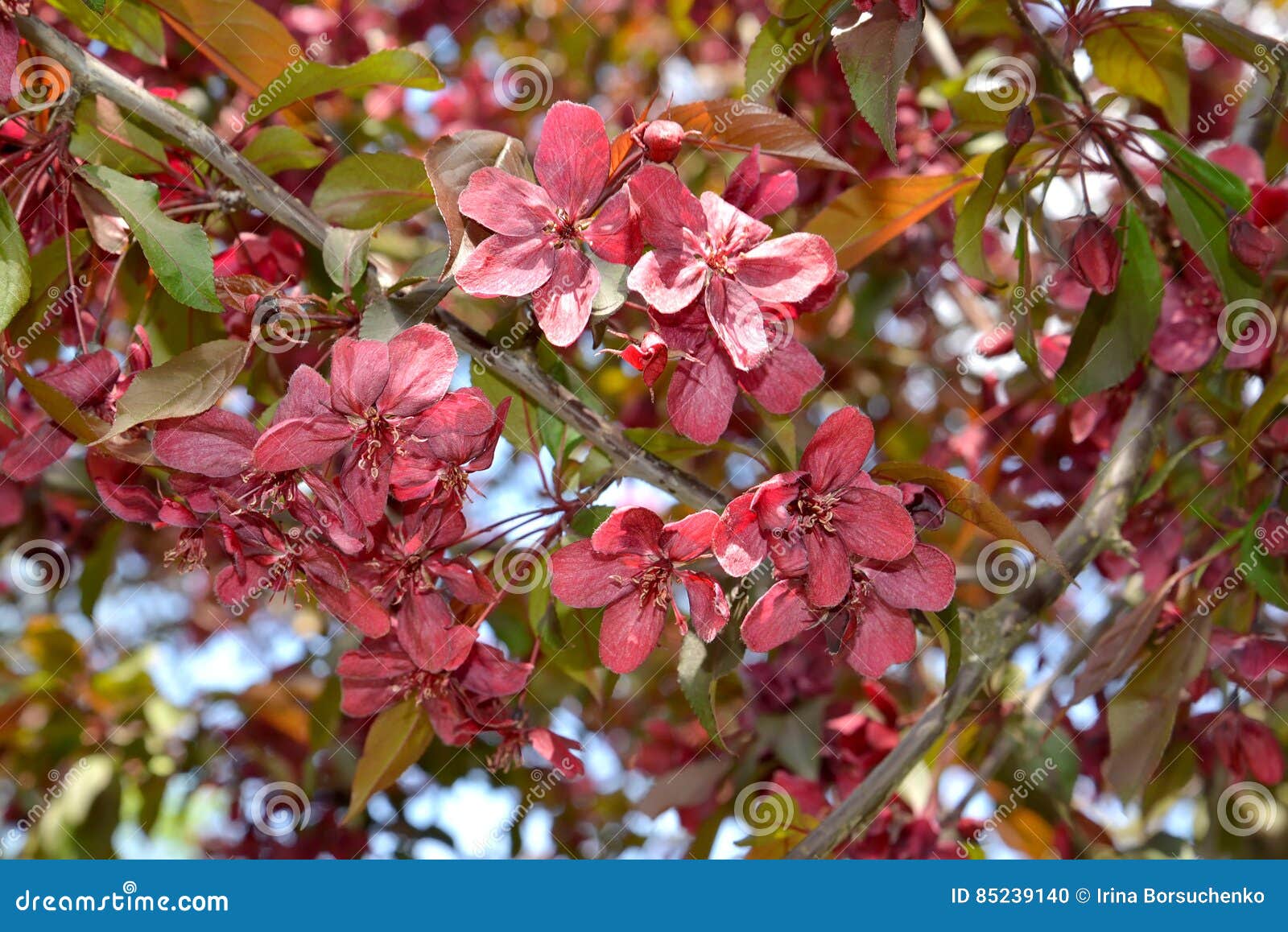 Flowers of a Decorative Apple-tree, Grade of Royalty. Spring Stock ...