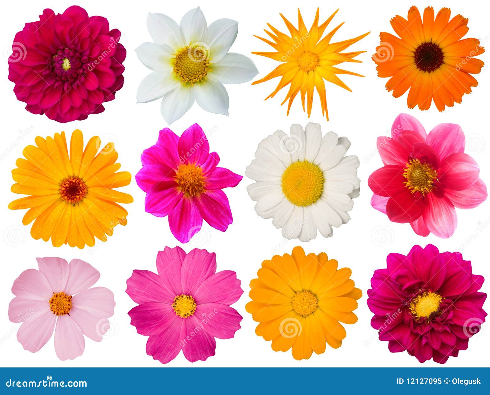 Flowers Decorative Collection Stock Image - Image of textures ...