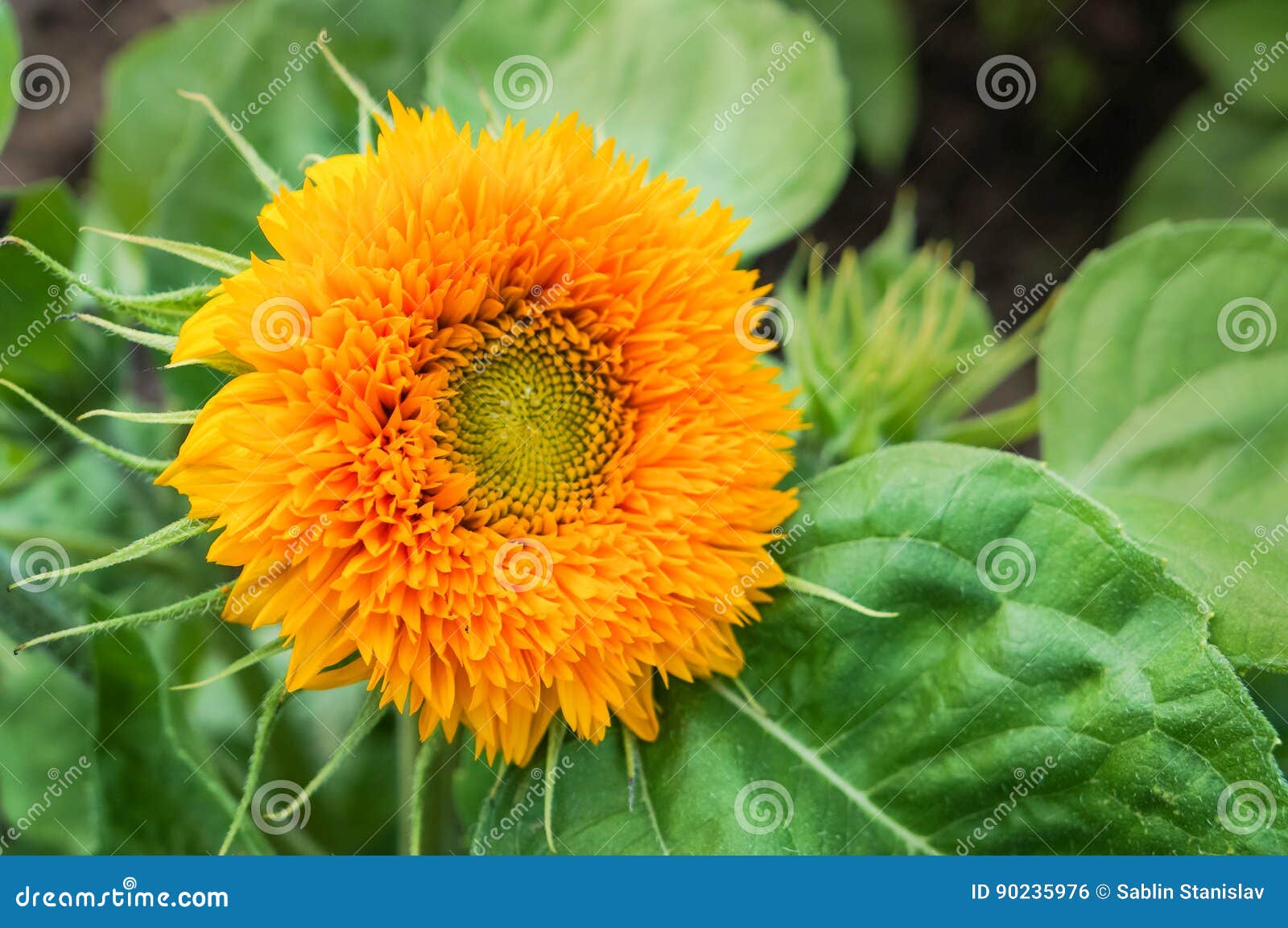 Flowers Decorative Sunflower Stock Photo - Image of leaves, nature ...