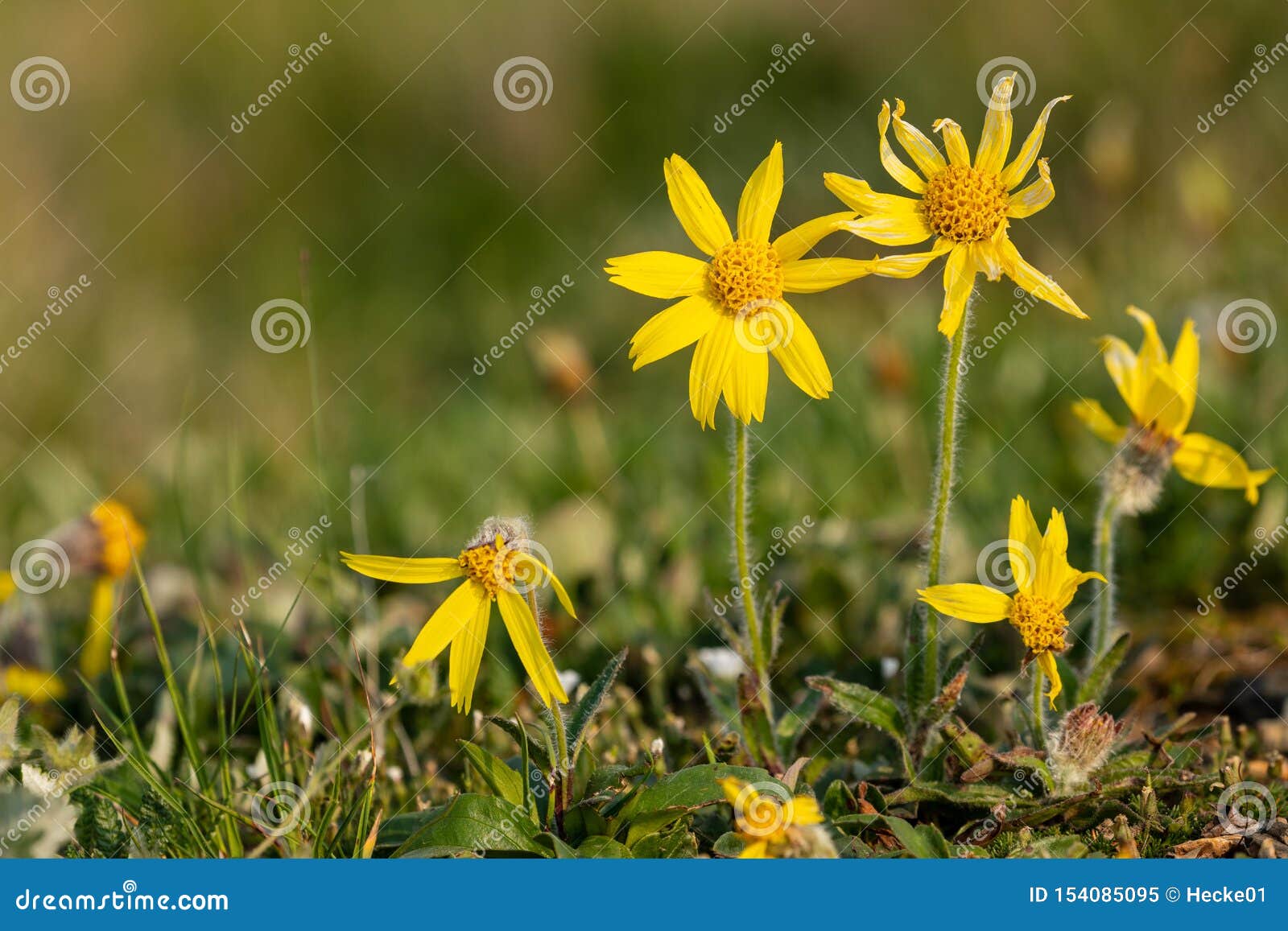 Denali National Park Flowers Photos - Free & Royalty-Free Stock Photos ...