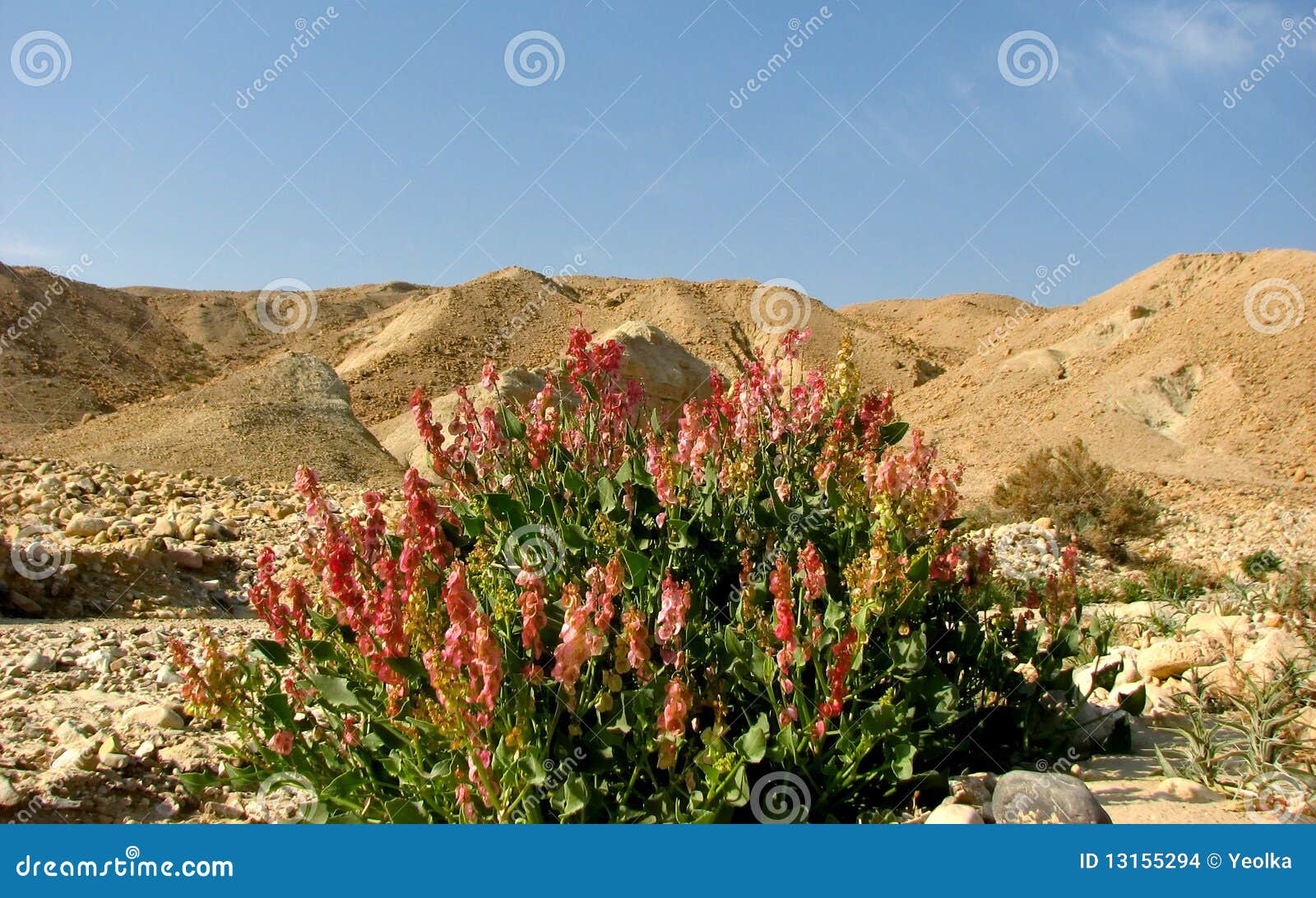 Flowers of desert. stock photo. Image of dead, wilderness - 13155294