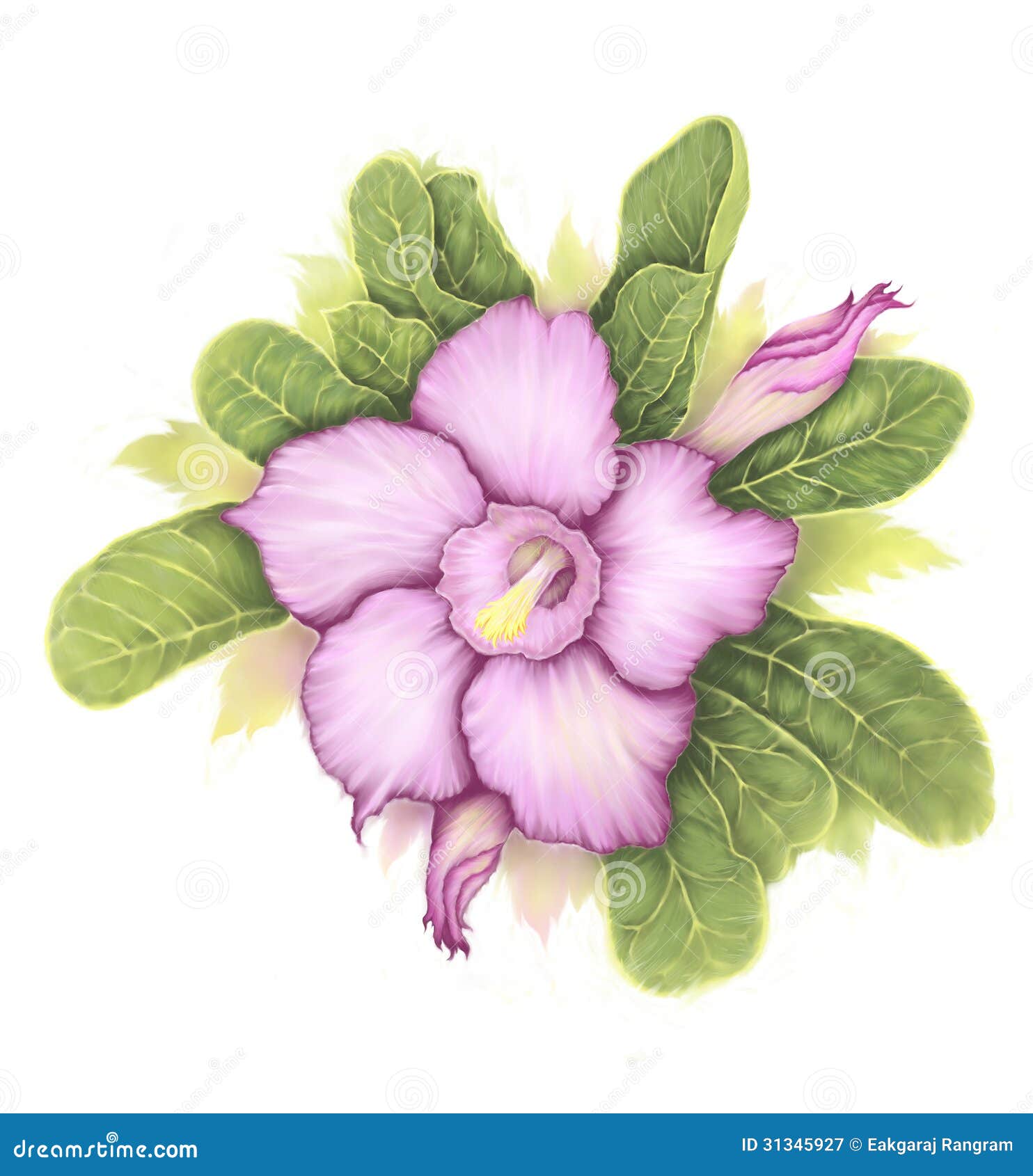 Flowers Desert Rose stock illustration. Illustration of garden - 31345927