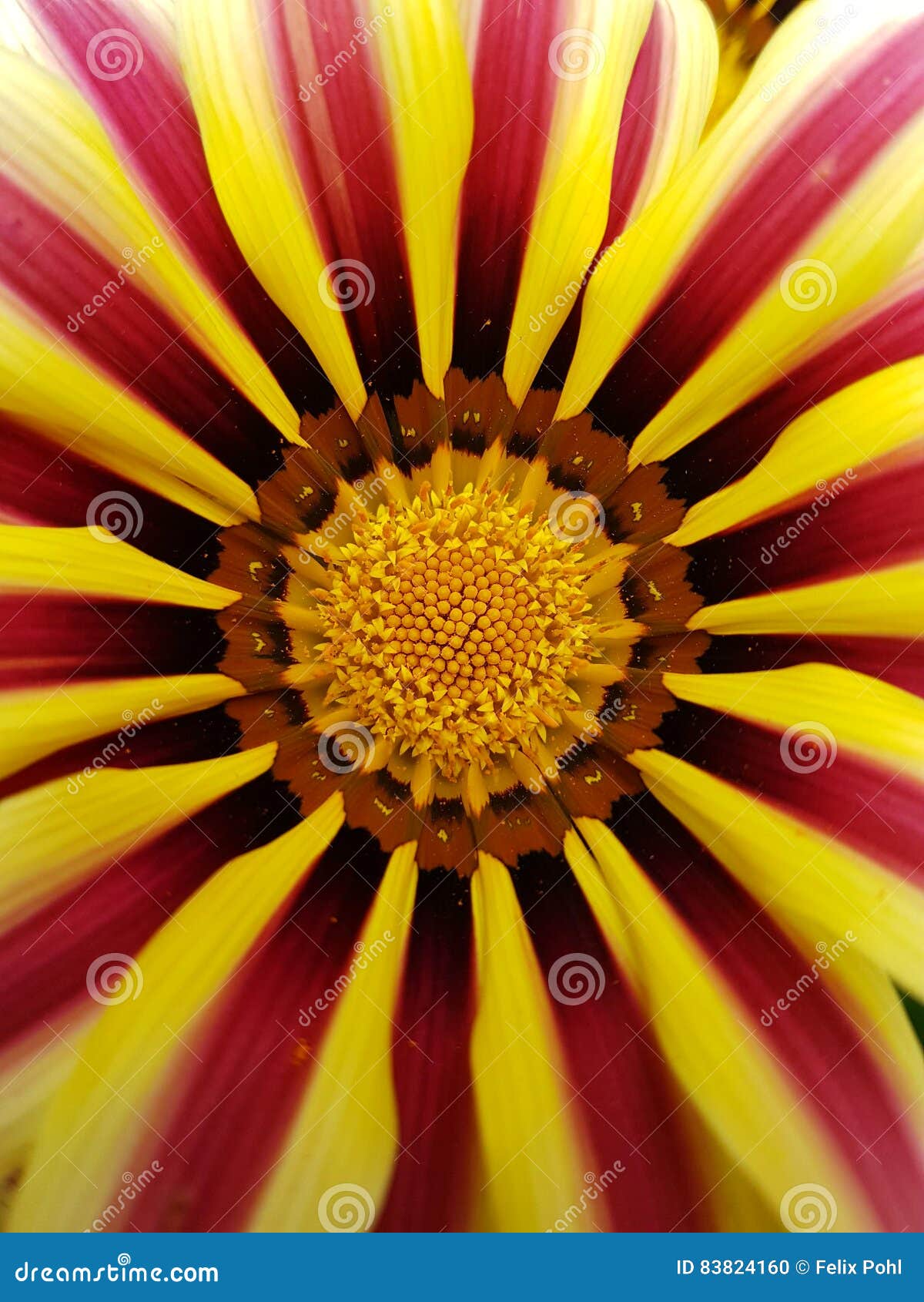 Flowers stock photo. Image of detail, closeup, flowers - 83824160