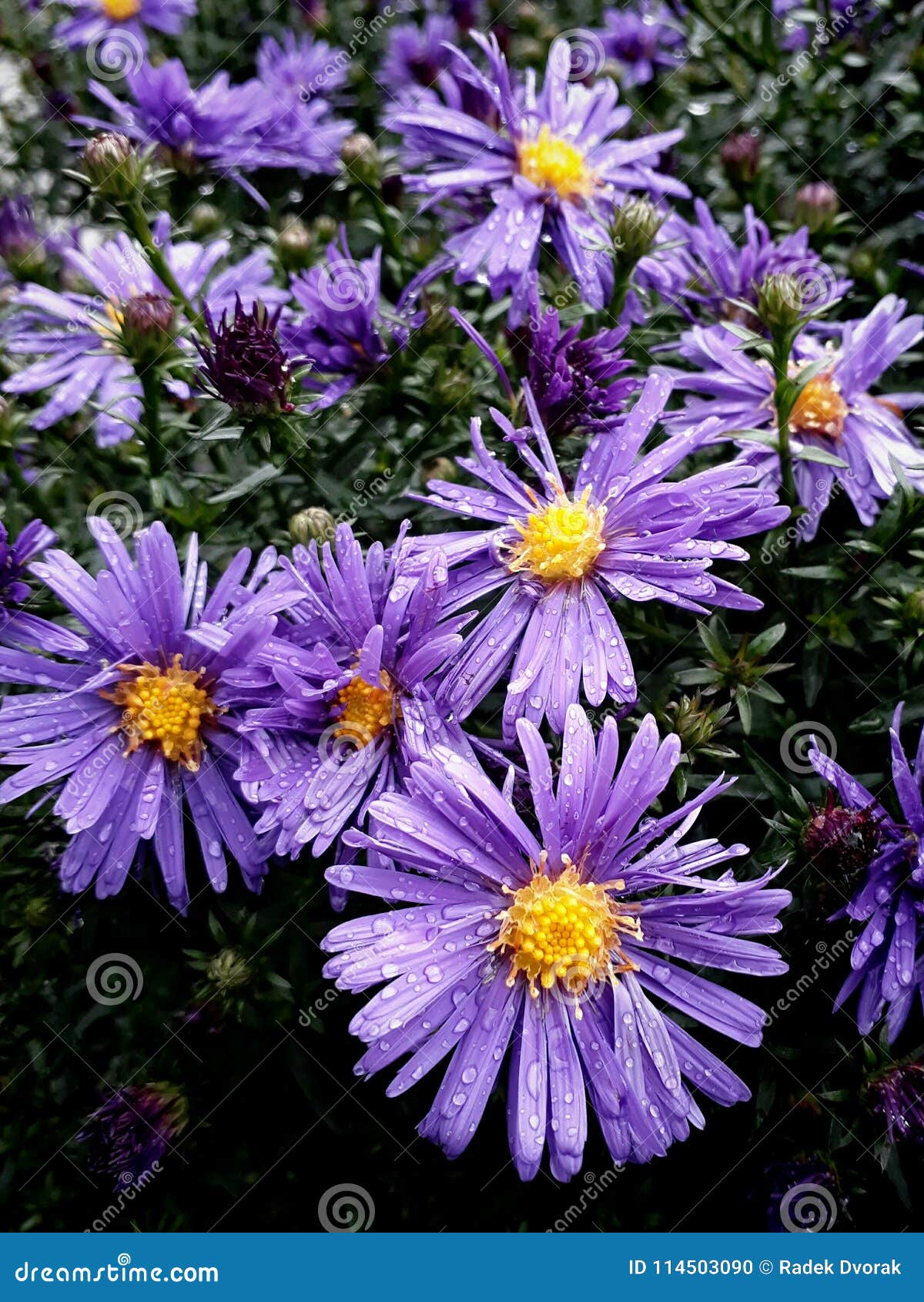 Violet flowers stock photo. Image of flowers, beauty - 114503090