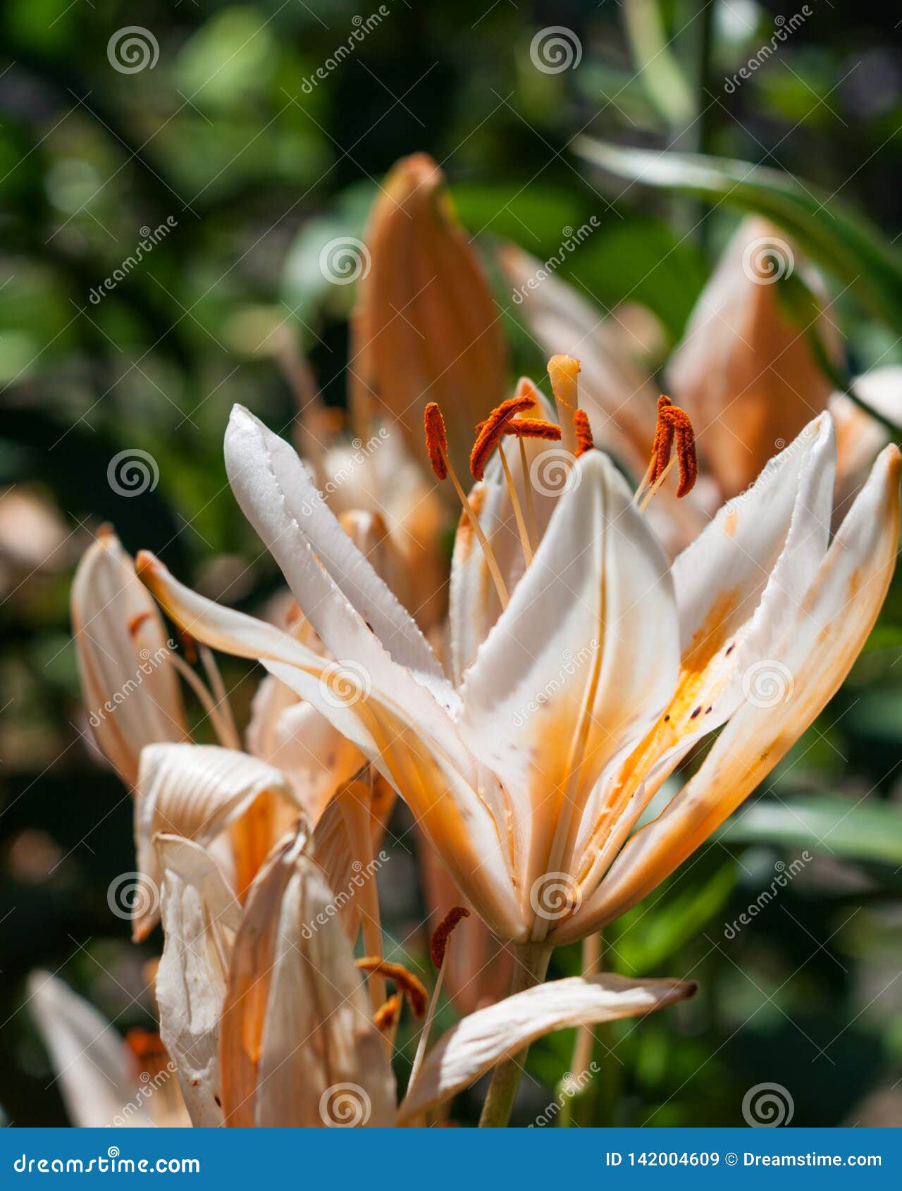 Lady Alice Lilies stock image. Image of flowers, park - 142004609