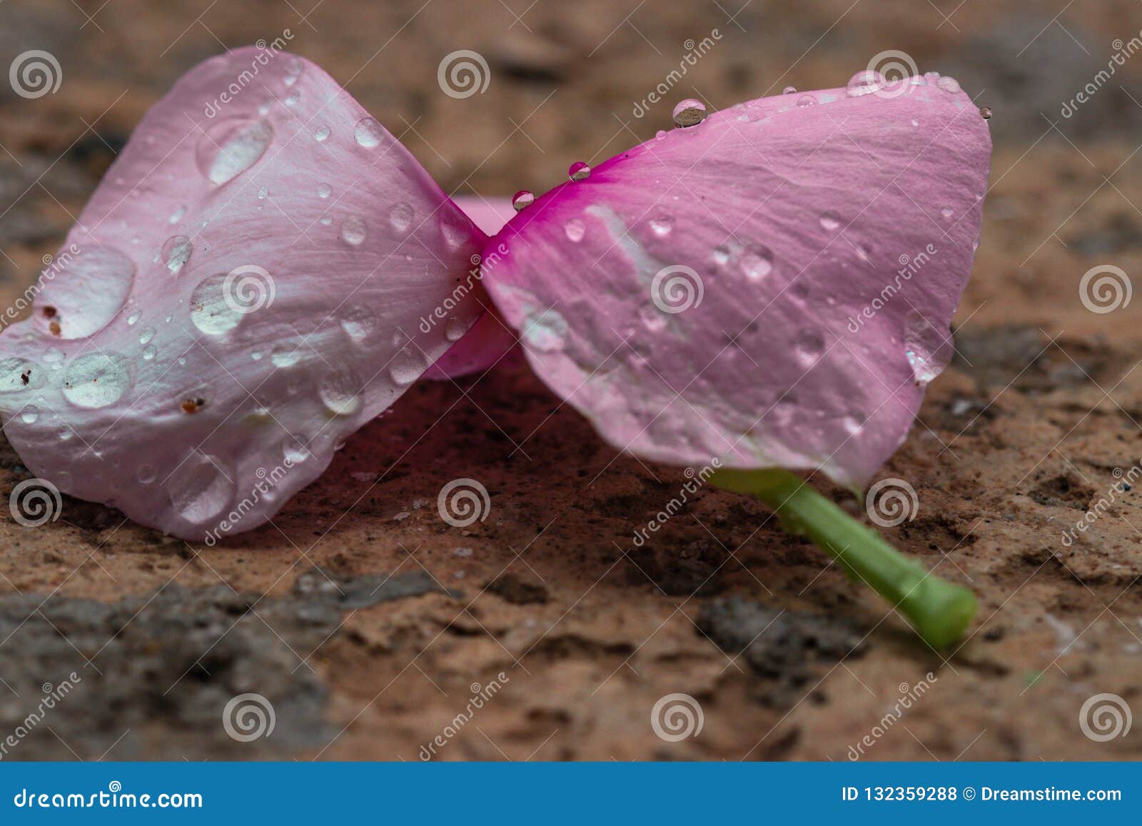 Flowers Down, Water Drops Up. Stock Photo - Image of details ...