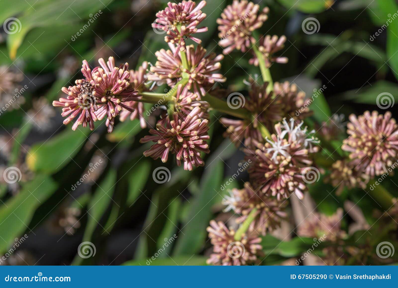 Flowers of Dracaena Fragrans Stock Photo - Image of houseplant ...