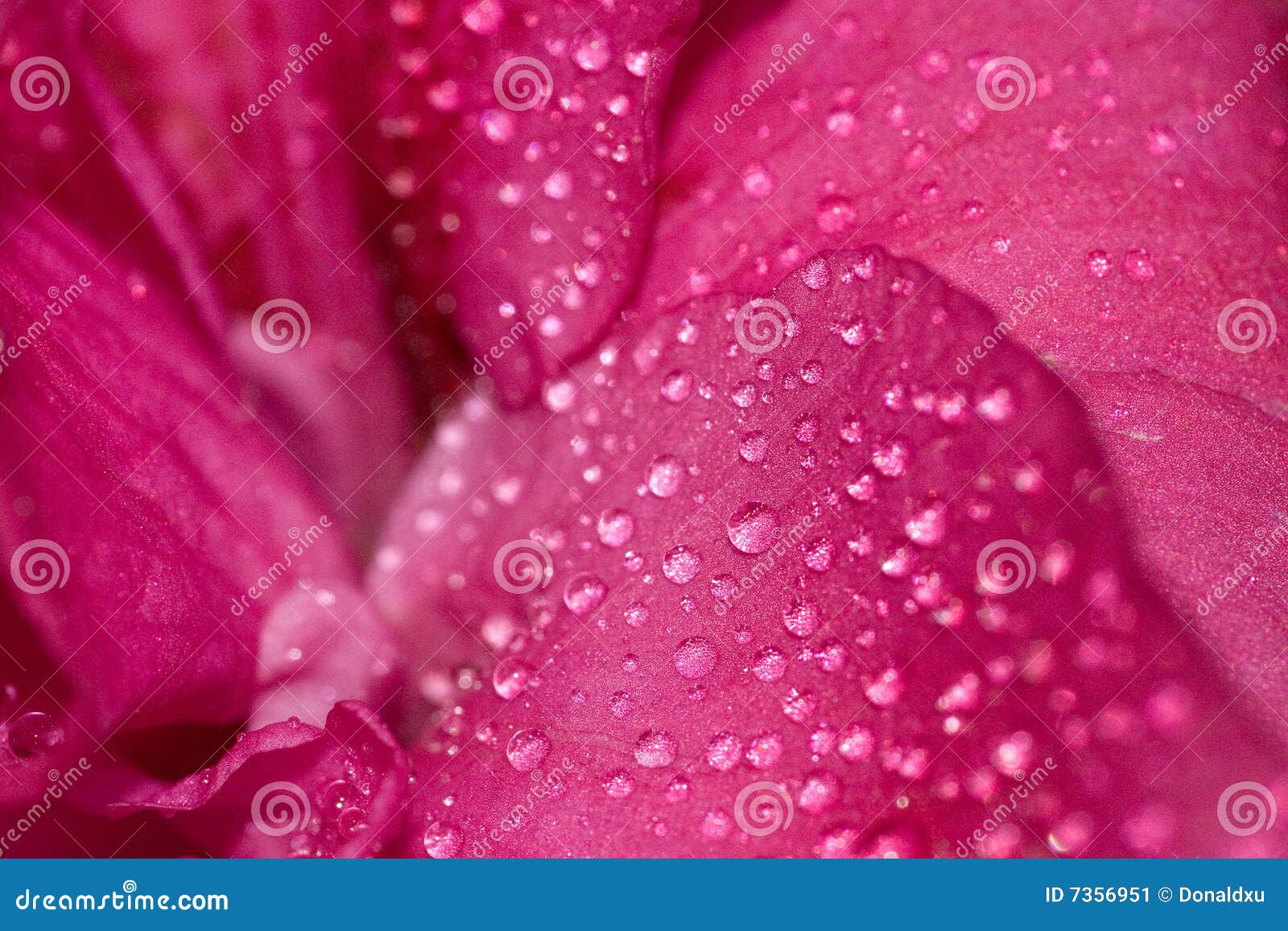 Flowers with drip stock image. Image of rhododendron, 100mm - 7356951
