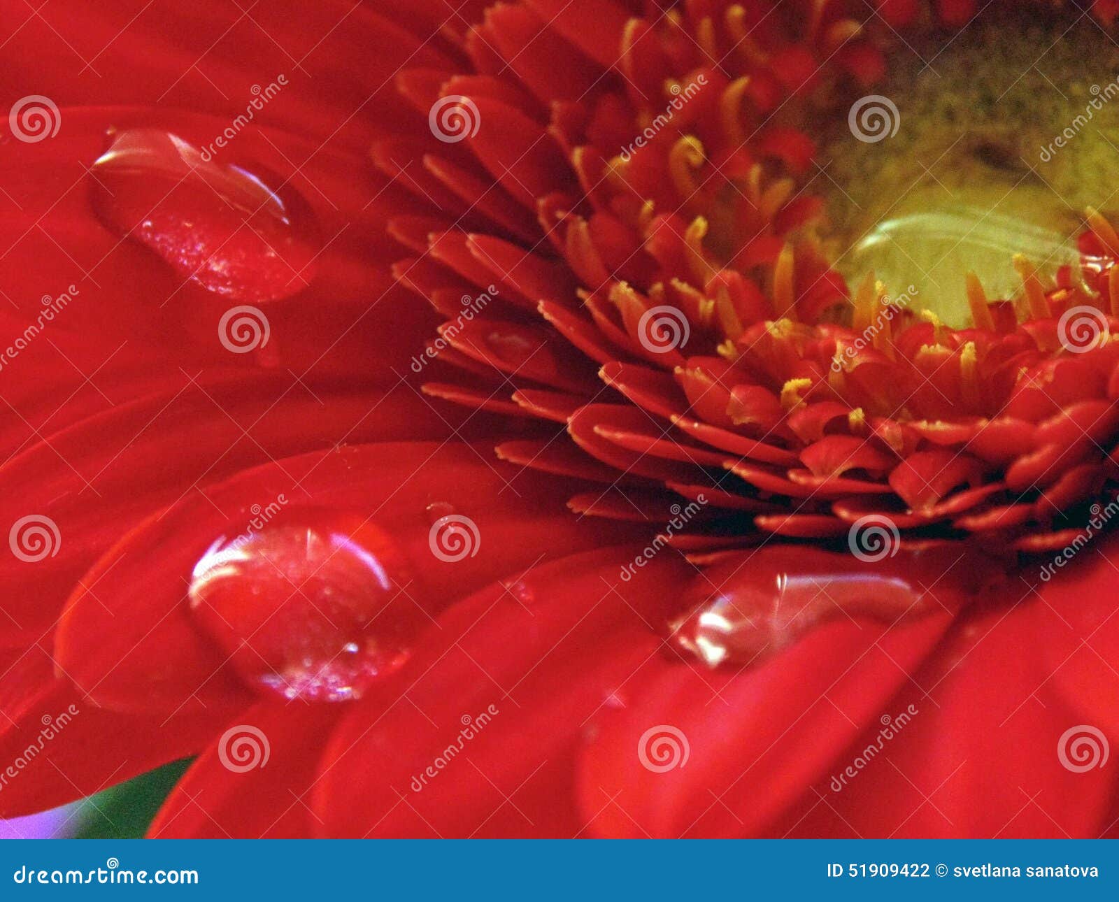 Flowers and drop stock photo. Image of flowers, summer - 51909422