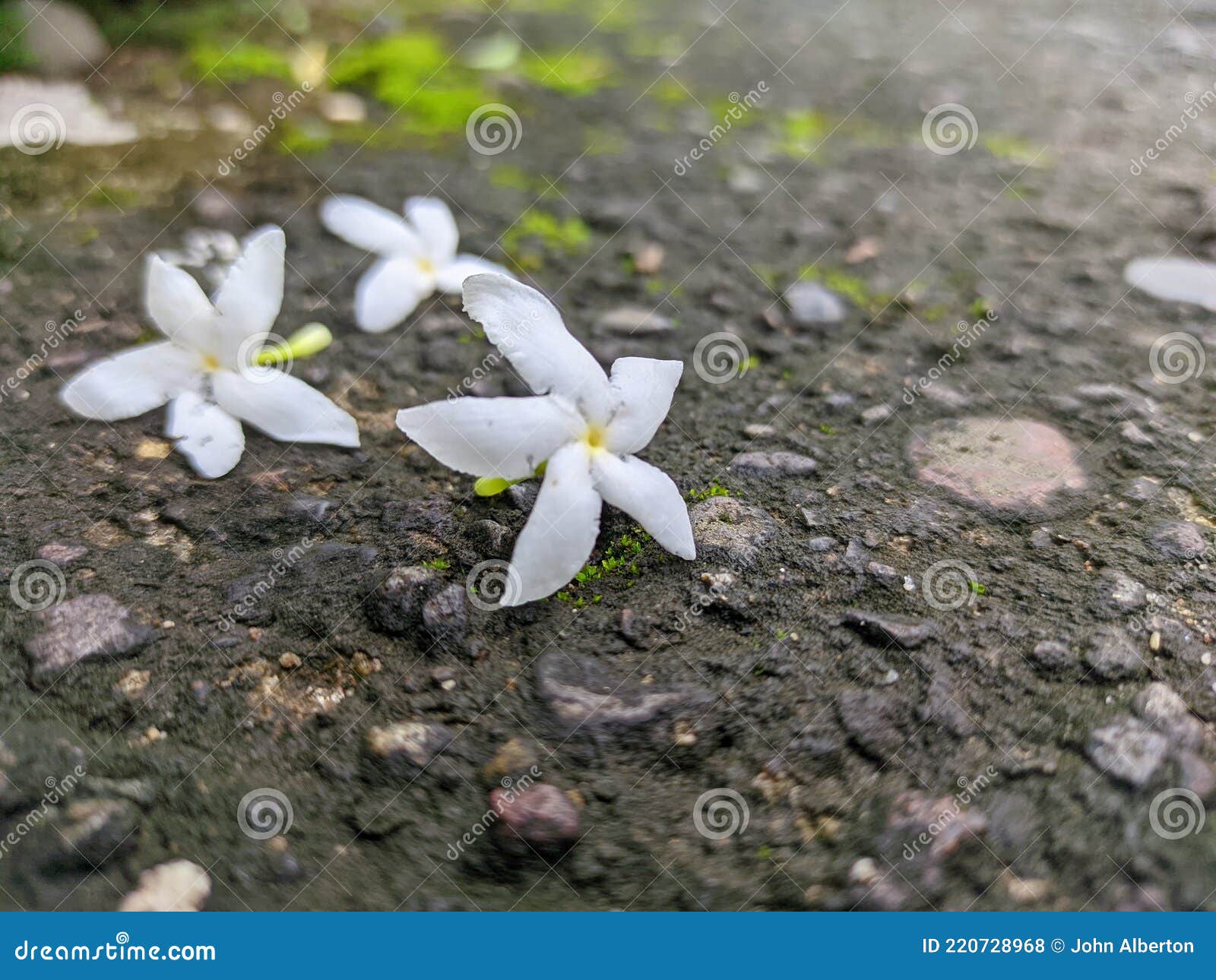 Flowers drop on the ground stock photo. Image of green - 220728968
