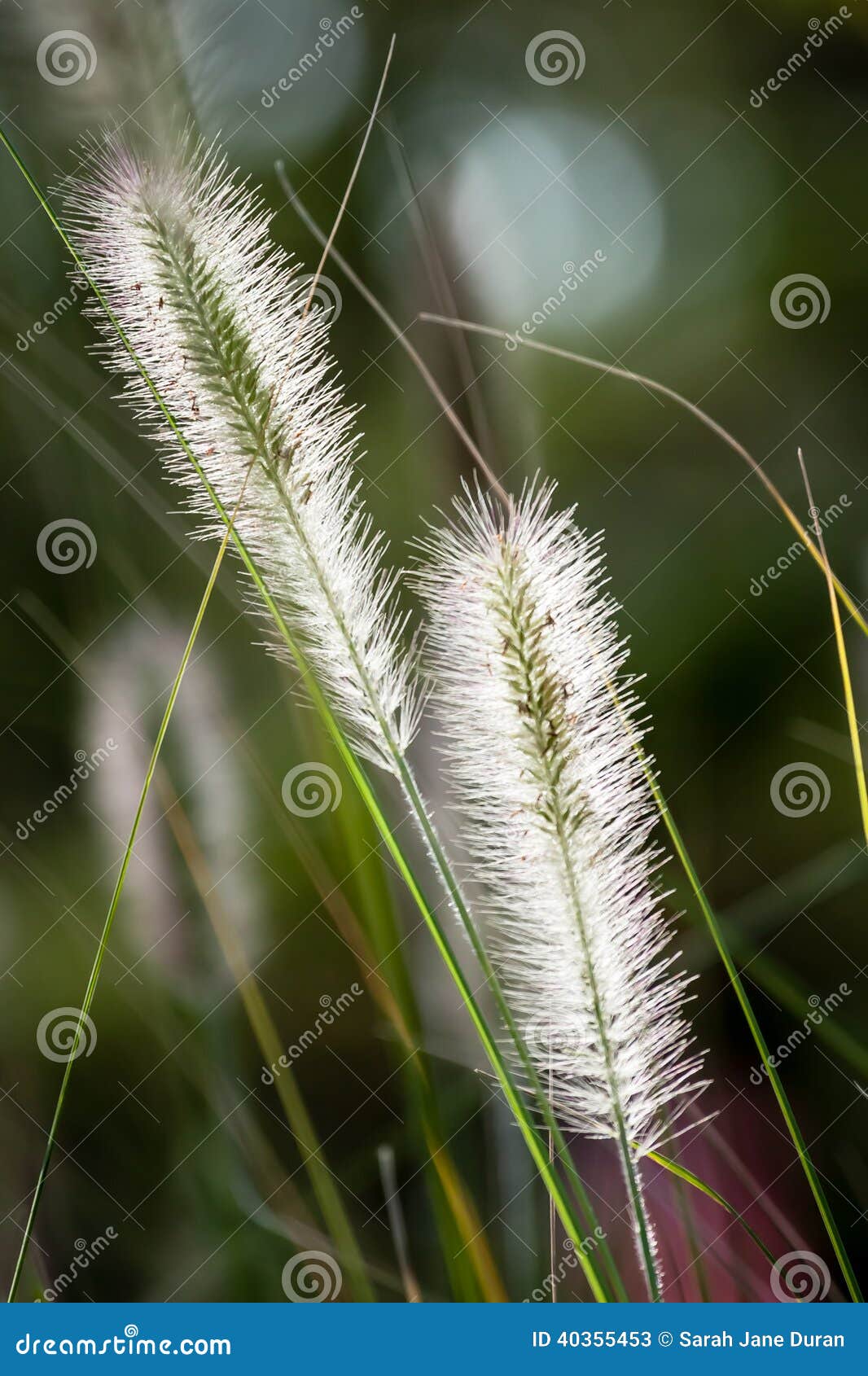 447 Beautiful Foxtail Flowers Stock Photos - Free & Royalty-Free Stock ...