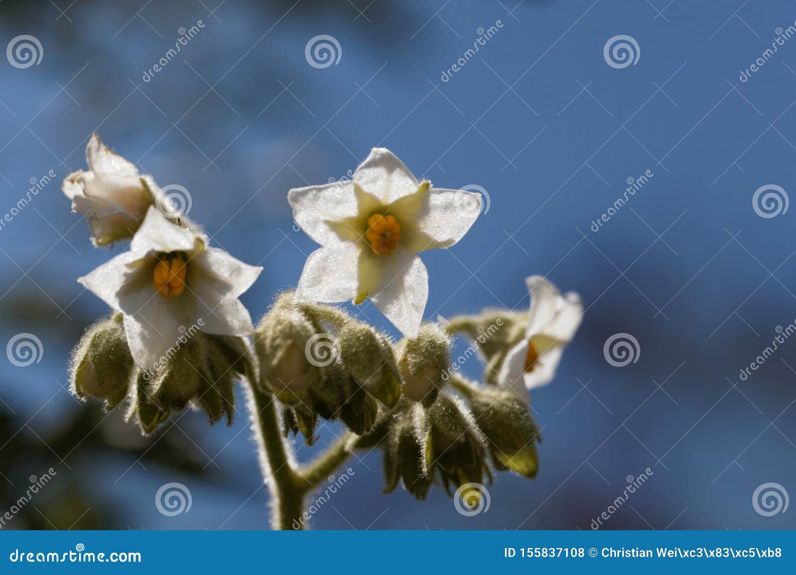 Flowers of a Dwarf Tamarillo, Solanum Abutiloides Stock Photo - Image ...