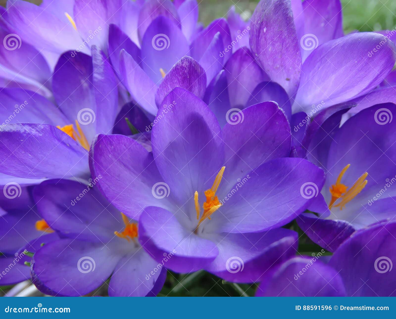 Flowers in Early Spring, Crocus Stock Photo - Image of life, genus ...