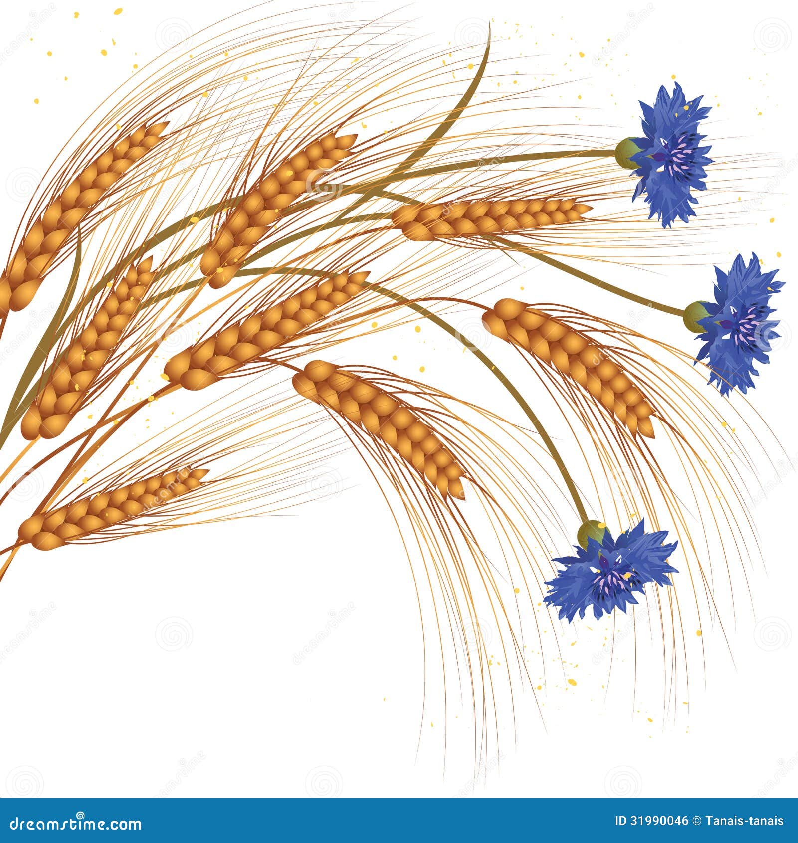 Flowers and ears of wheat stock vector. Illustration of grass - 31990046
